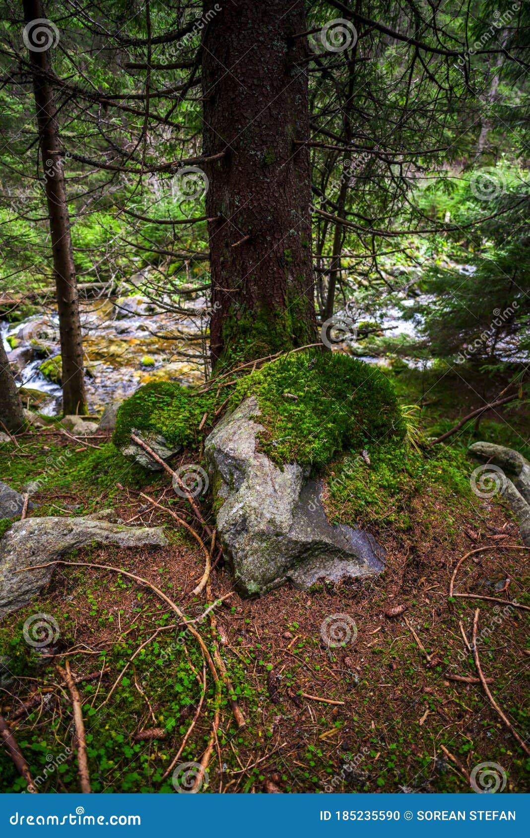 Landscape Inside of the Forest Stock Photo - Image of environment ...