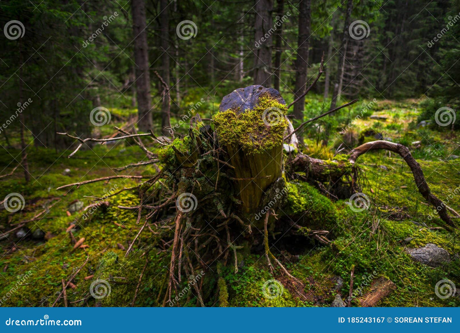 Landscape Inside of the Forest Stock Image - Image of cascade, dacic ...