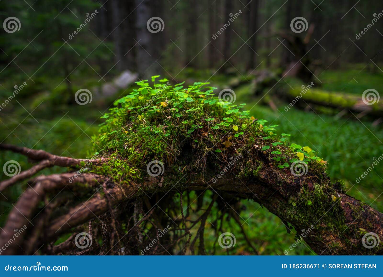 Landscape Inside of the Forest Stock Image - Image of fall, deep: 185236671