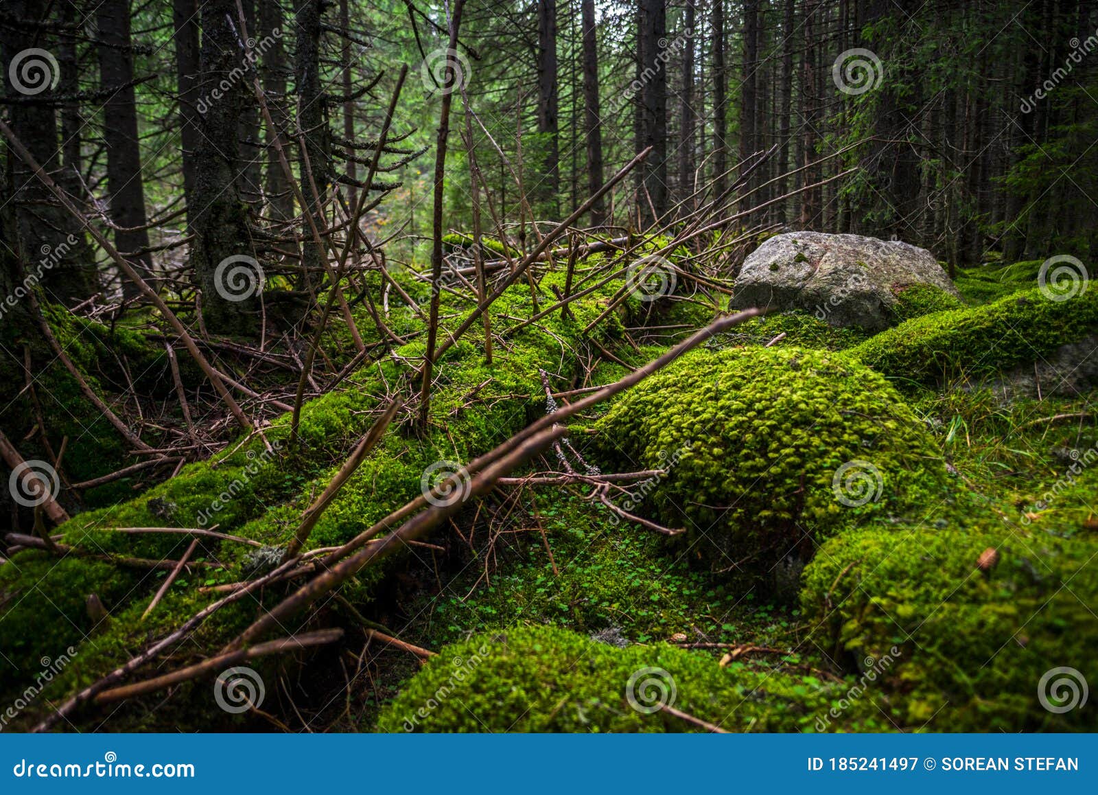 Landscape Inside of the Forest Stock Image - Image of dacic, background ...