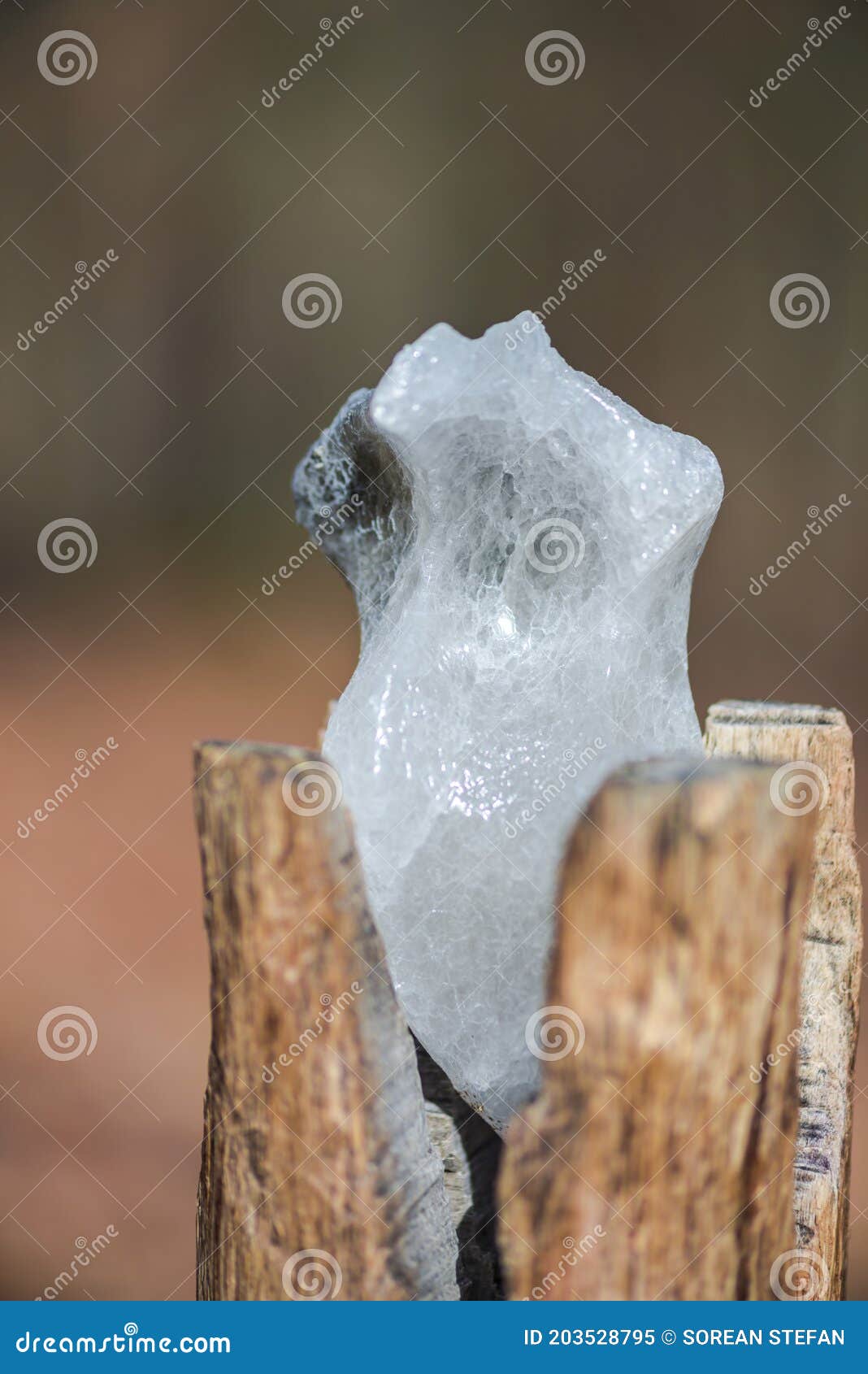 Landscape Inside of the Forest with Salt for Deer Stock Image - Image ...
