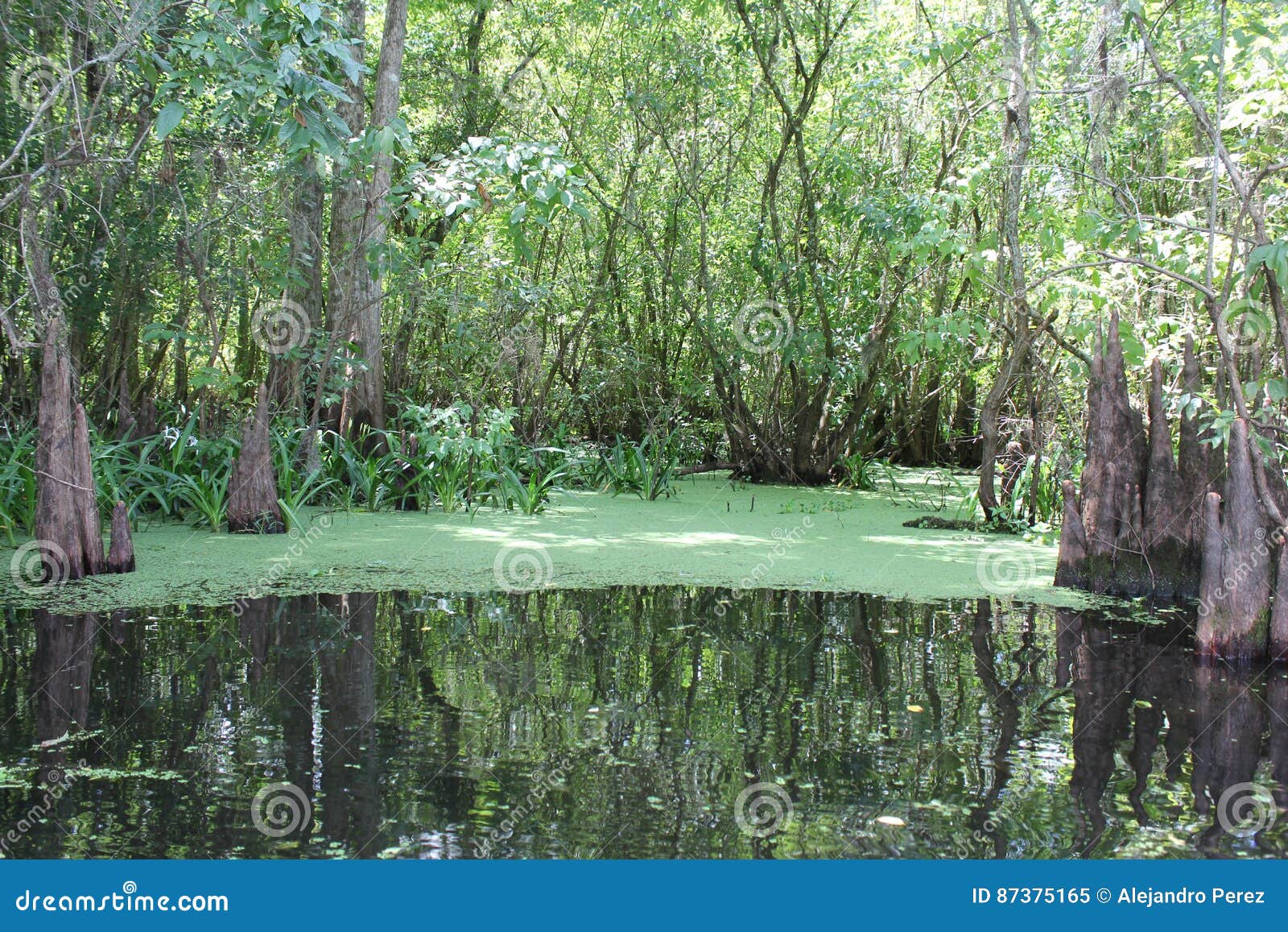 Landscape inside river stock image. Image of mangroves - 87375165