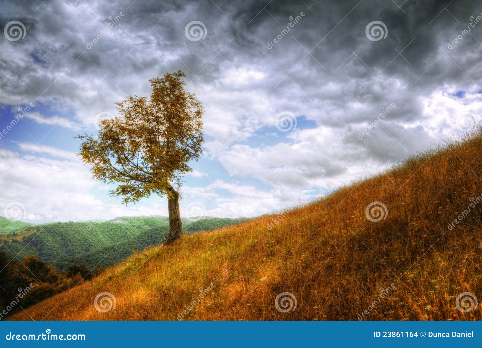 Landscape - Isolated Tree and Autumn Grass Stock Photo - Image of ...