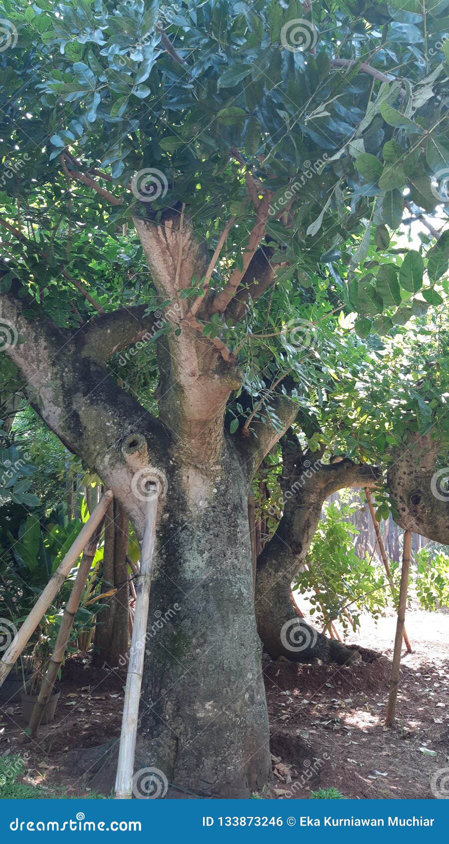 Landscape Jakarta stock photo. Image of tropical, landscape - 133873246