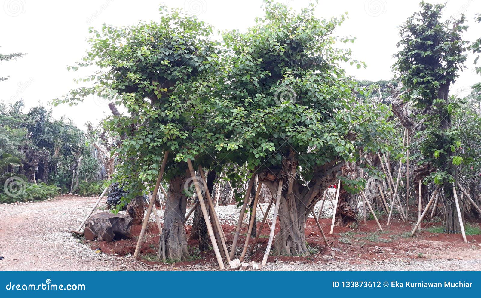 Landscape Jakarta stock photo. Image of tropical, tree - 133873612