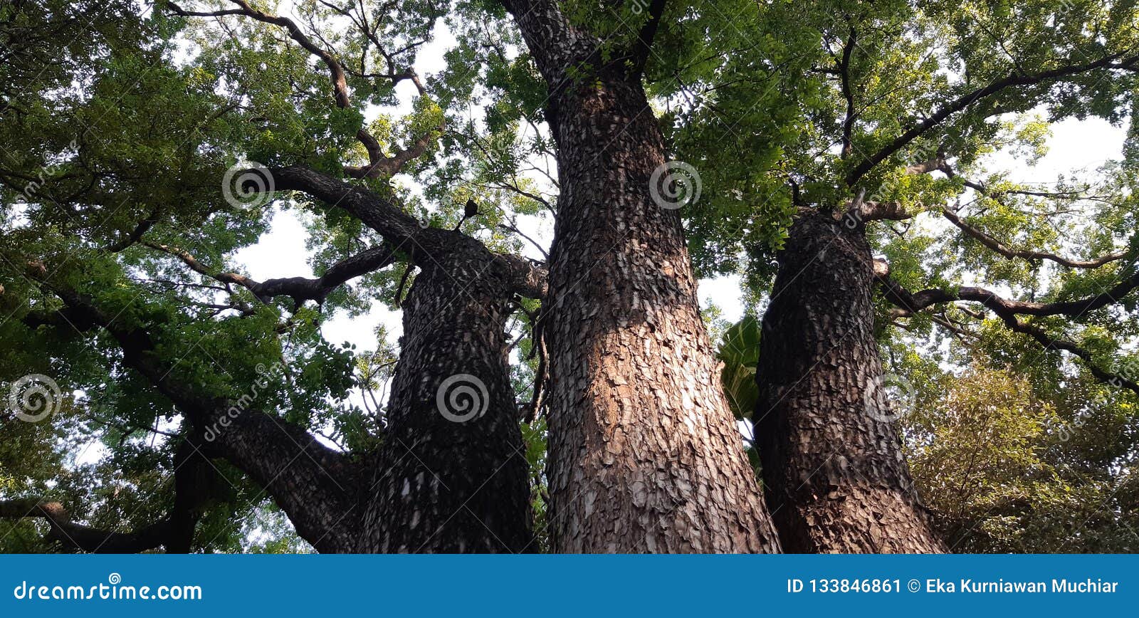 Mahonii Stock Photos - Free & Royalty-Free Stock Photos from Dreamstime