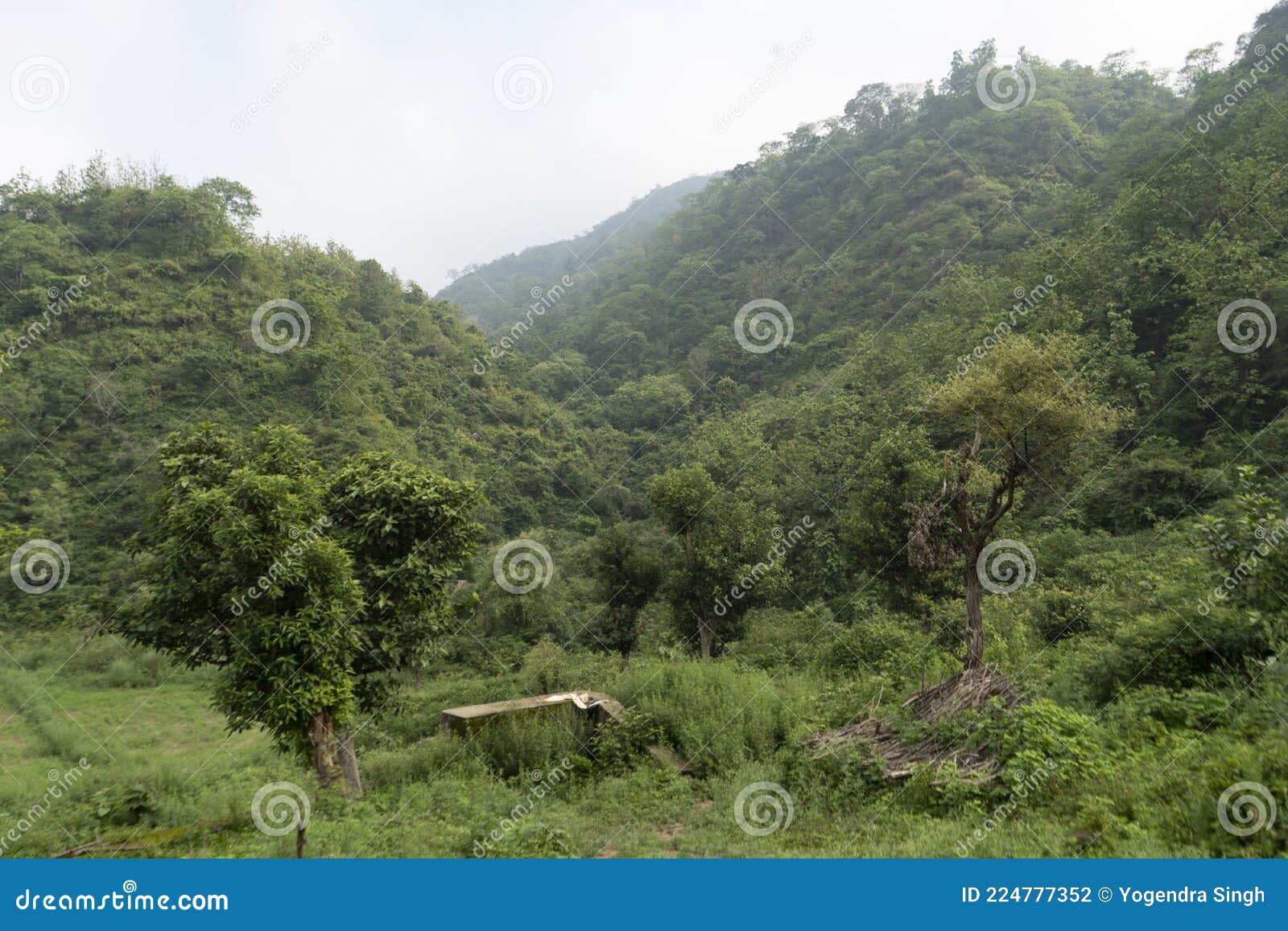 Landscape of a Jungle Covered with Morning Mist Stock Photo - Image of ...