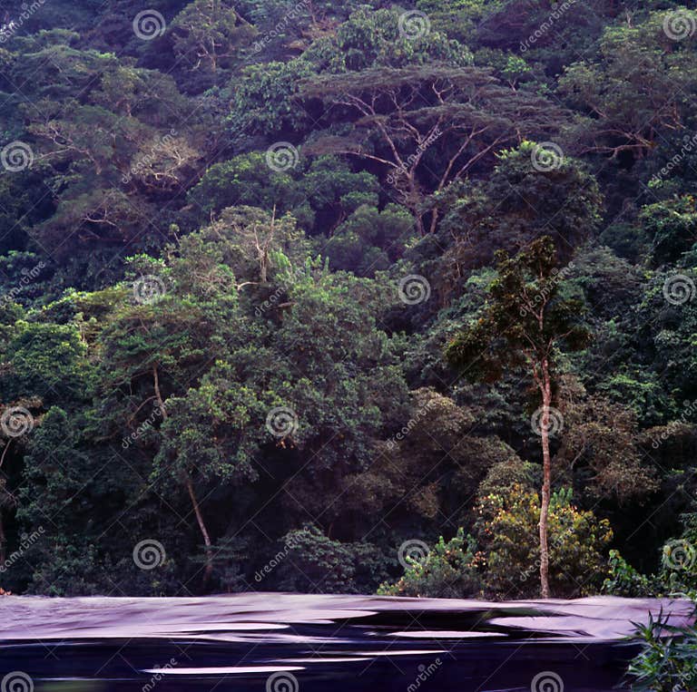 Jungle in gabon stock photo. Image of flora, landscape - 103585256