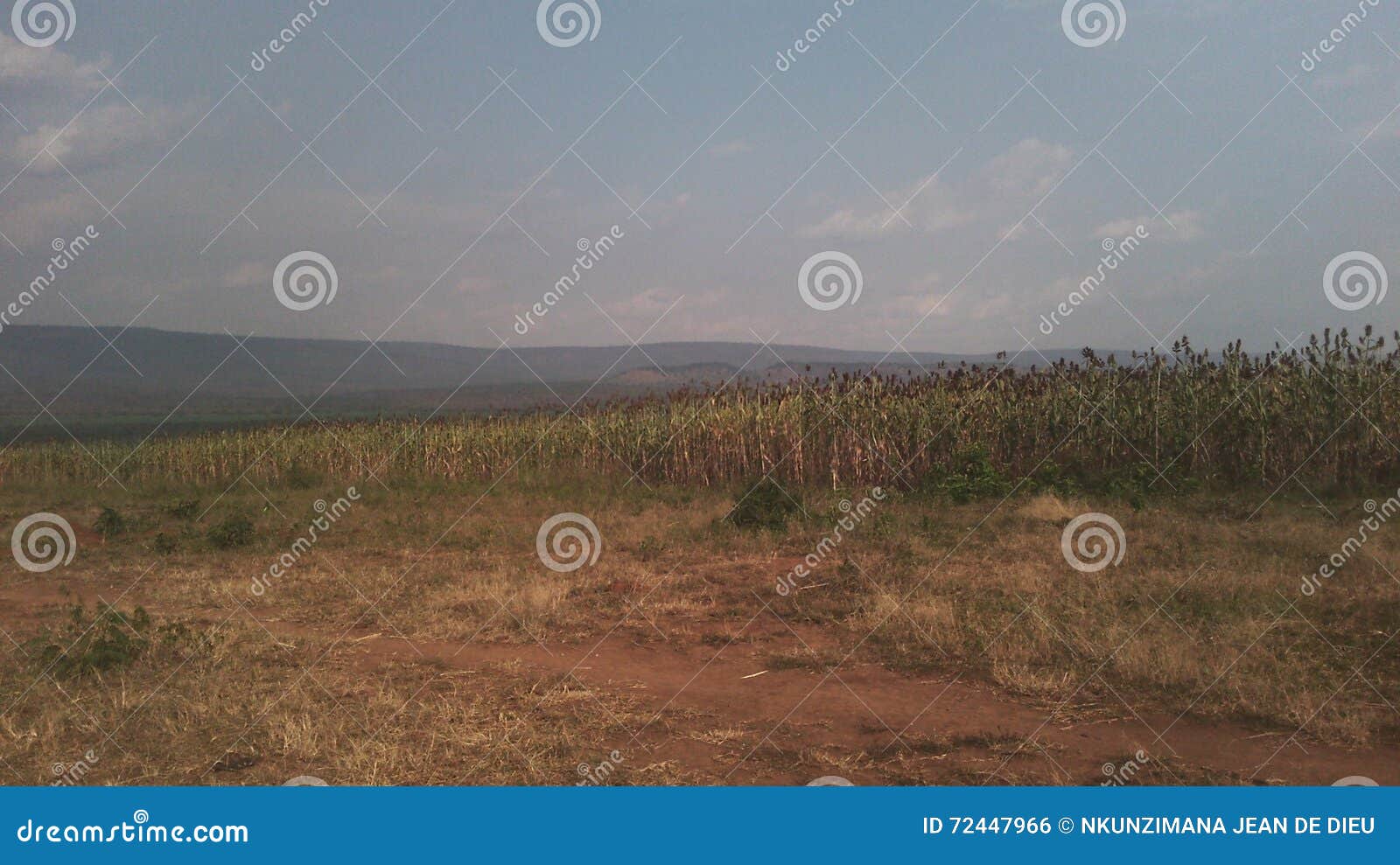 Landscape editorial photo. Image of kagera, tree, landscape - 72447966