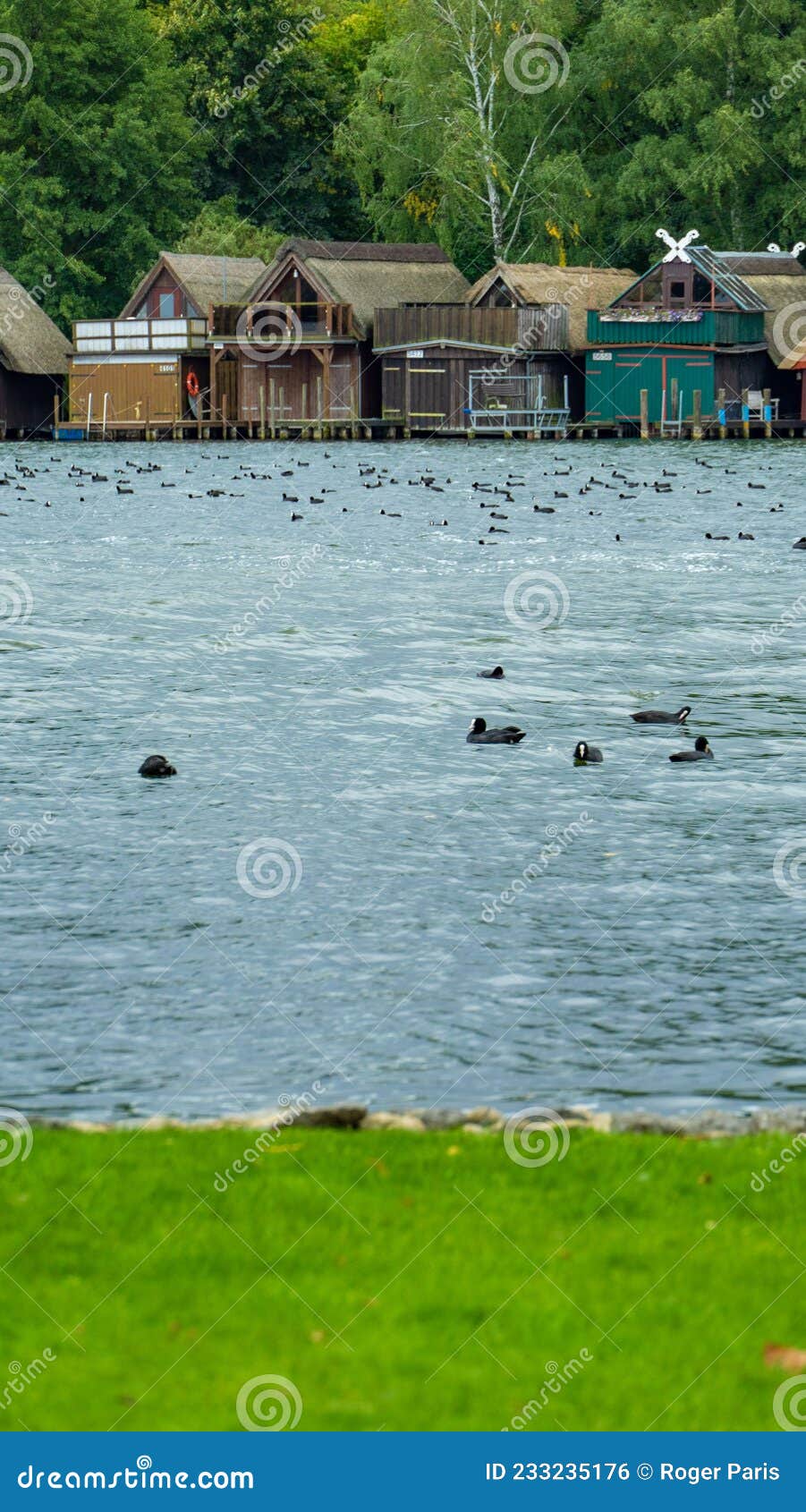 Landscape of a Lake Full of Ducks with Some Docks and Forest in the ...
