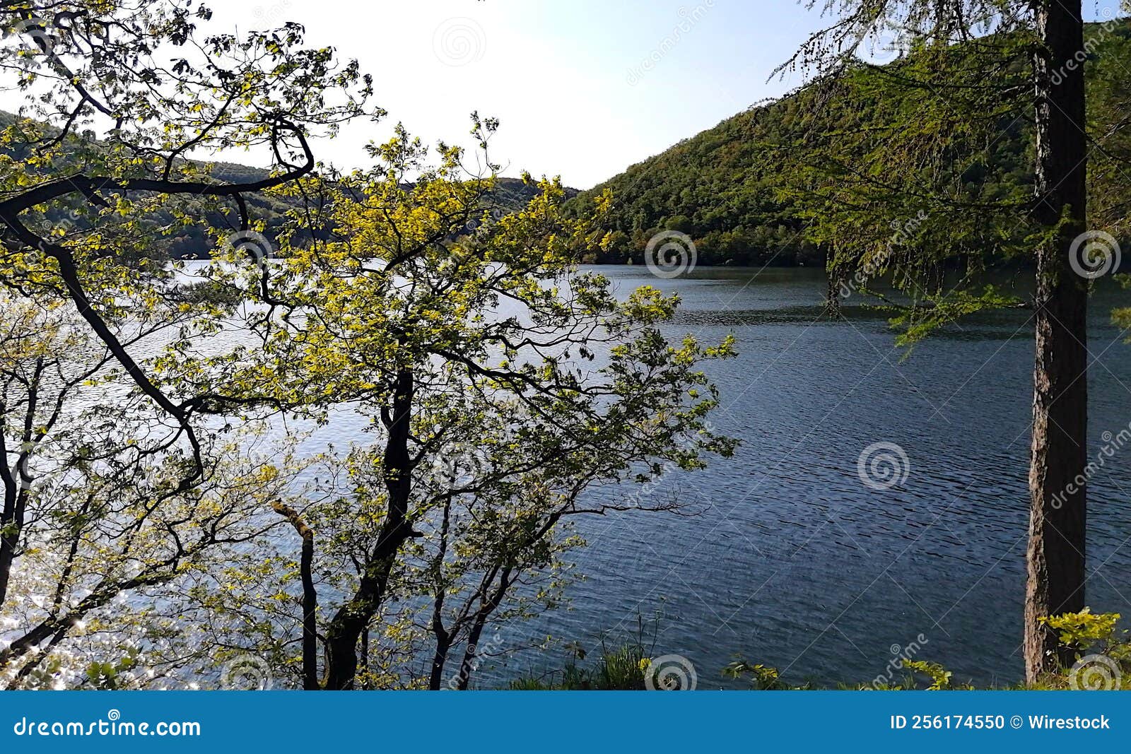 Landscape of a Lake with Green Trees Stock Photo - Image of scenic ...