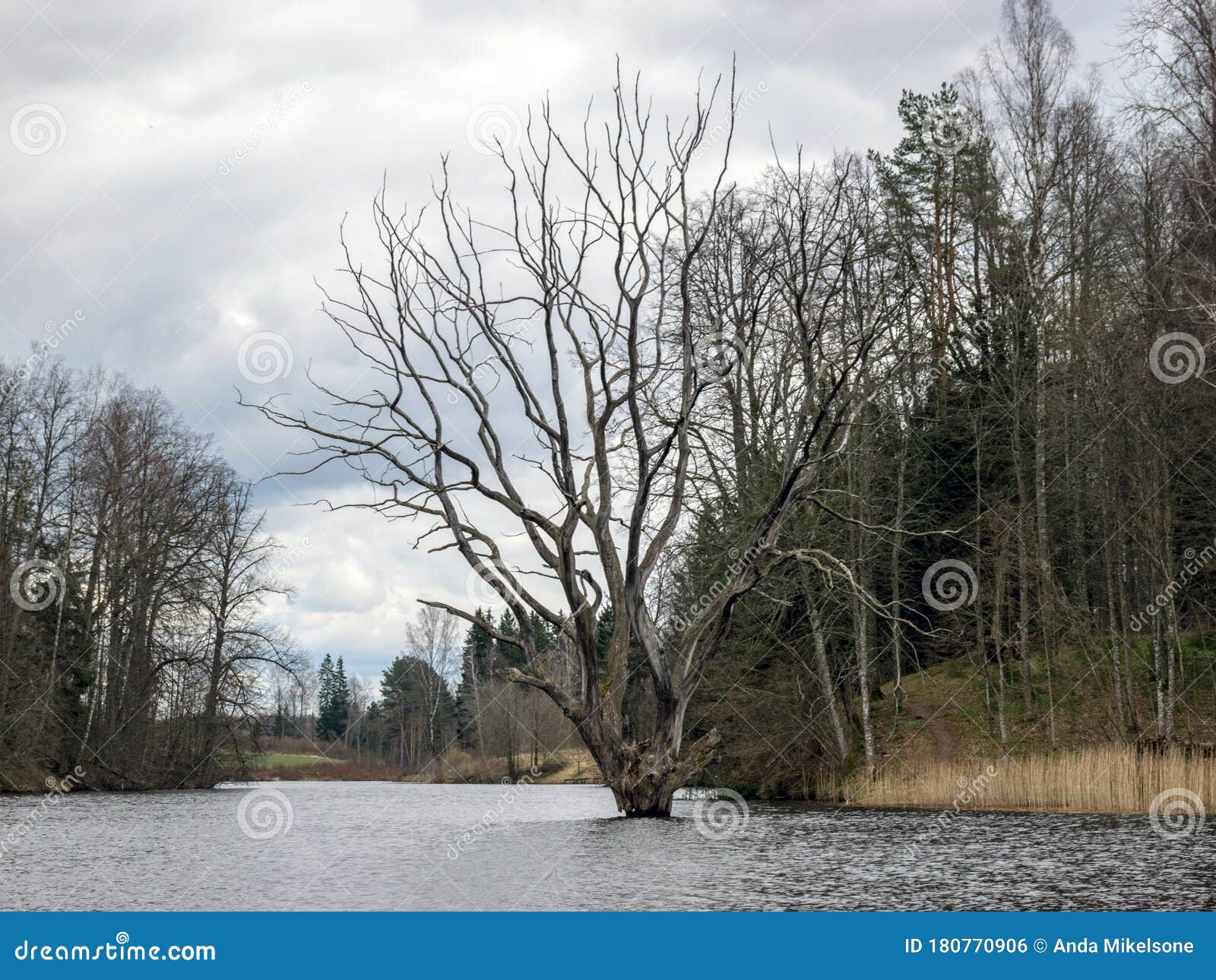 Landscape by the Lake, Large Withered Tree Silhouette in the Water ...
