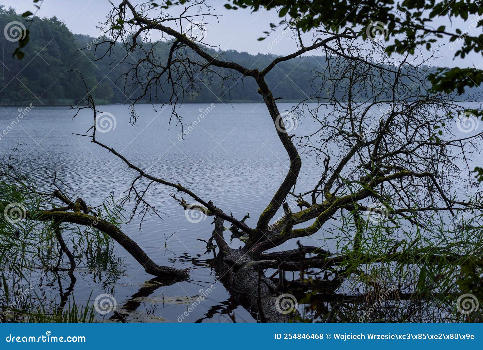 LANDSCAPE by the LAKE stock photo. Image of rainy, jungle - 254846468