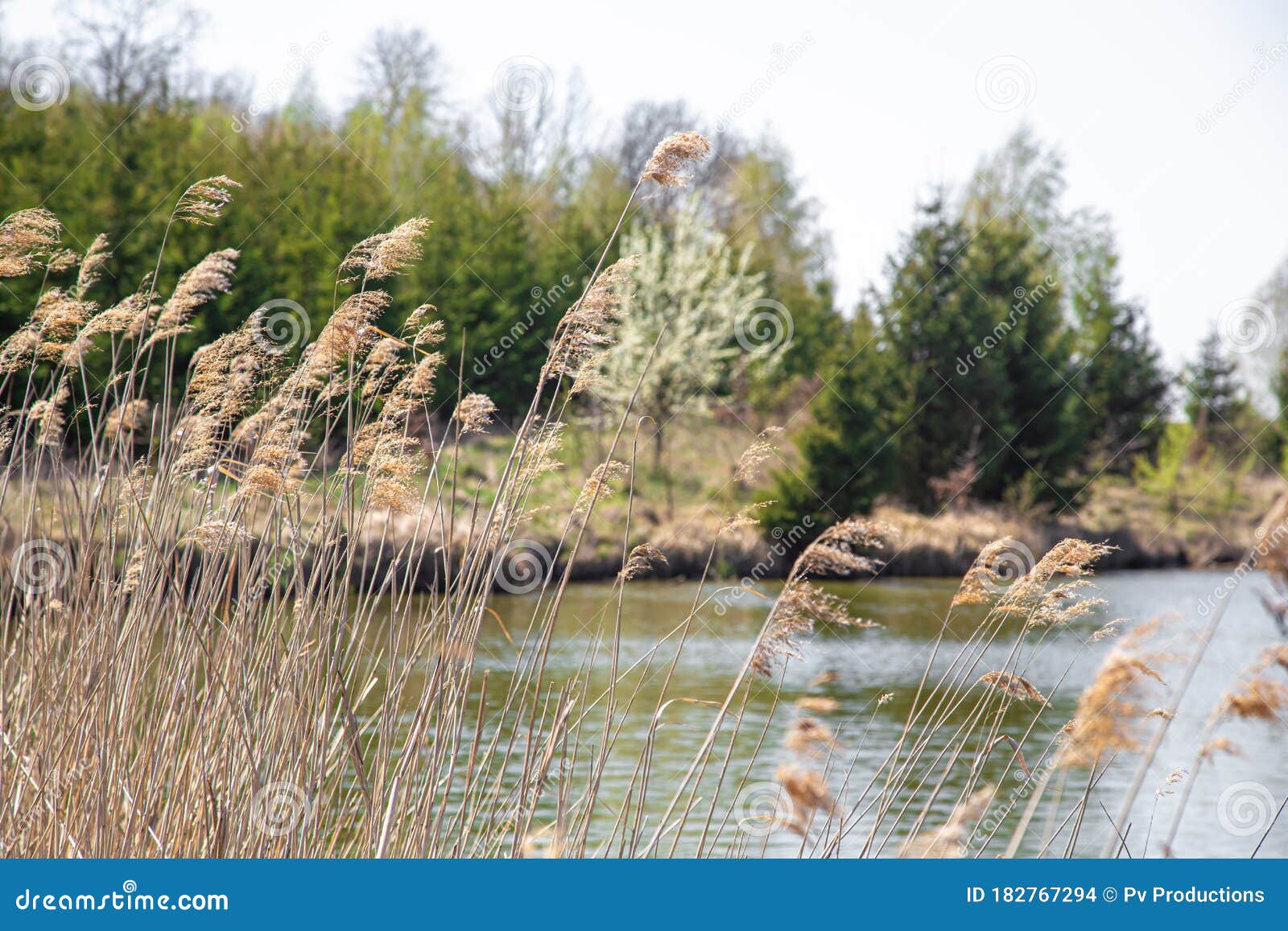 Landscape. Lake and Swamp on the Background of Beautiful Trees Stock ...