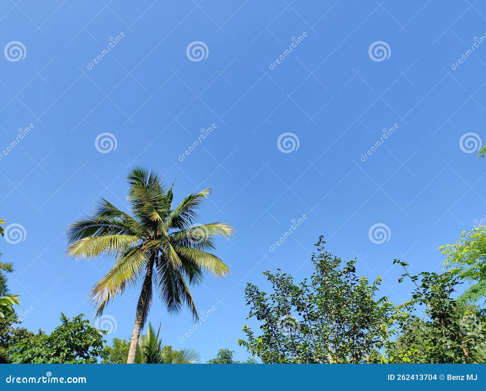 Landscape with a Coconut Tree and Blue Sky Stock Photo - Image of tree ...