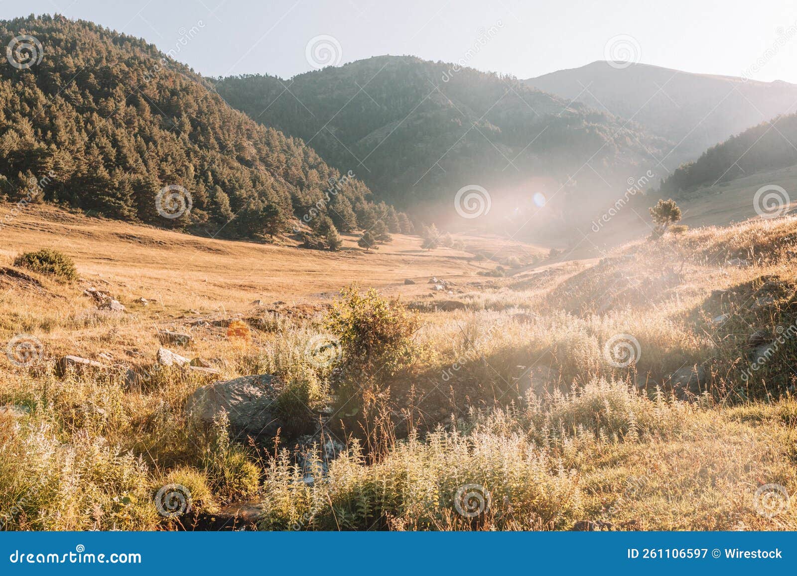 Landscape of Large Wild Grass Fields Under Green Forest Mountains Stock ...