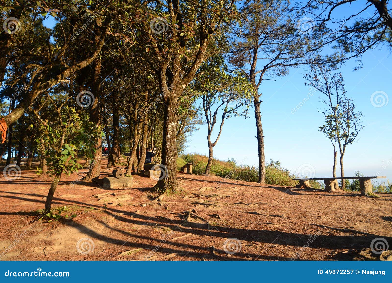 Landscape with Light and Shadow Stock Image - Image of leaf, black ...