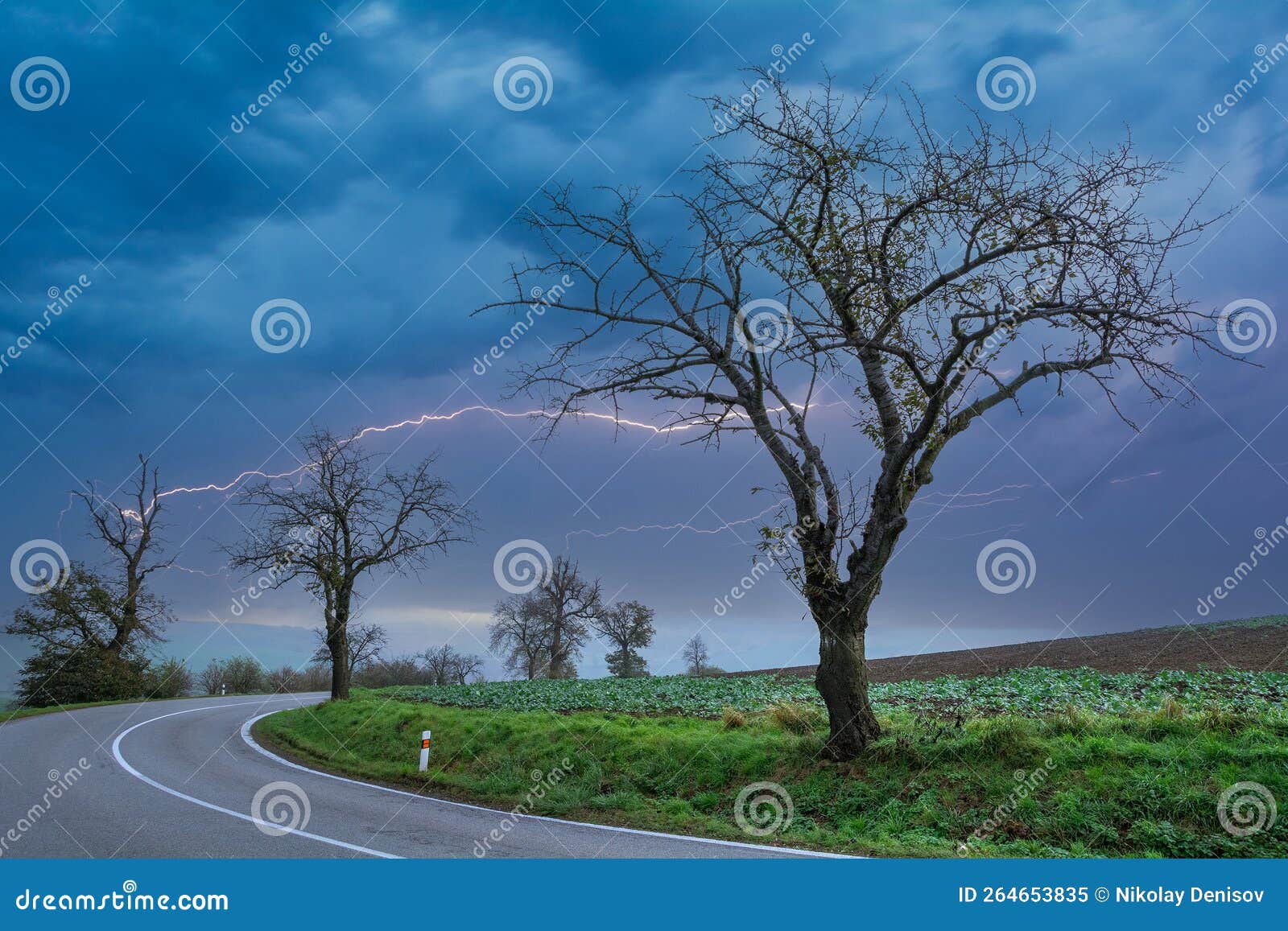 Lightning Tree Stock Photo | CartoonDealer.com #43948176