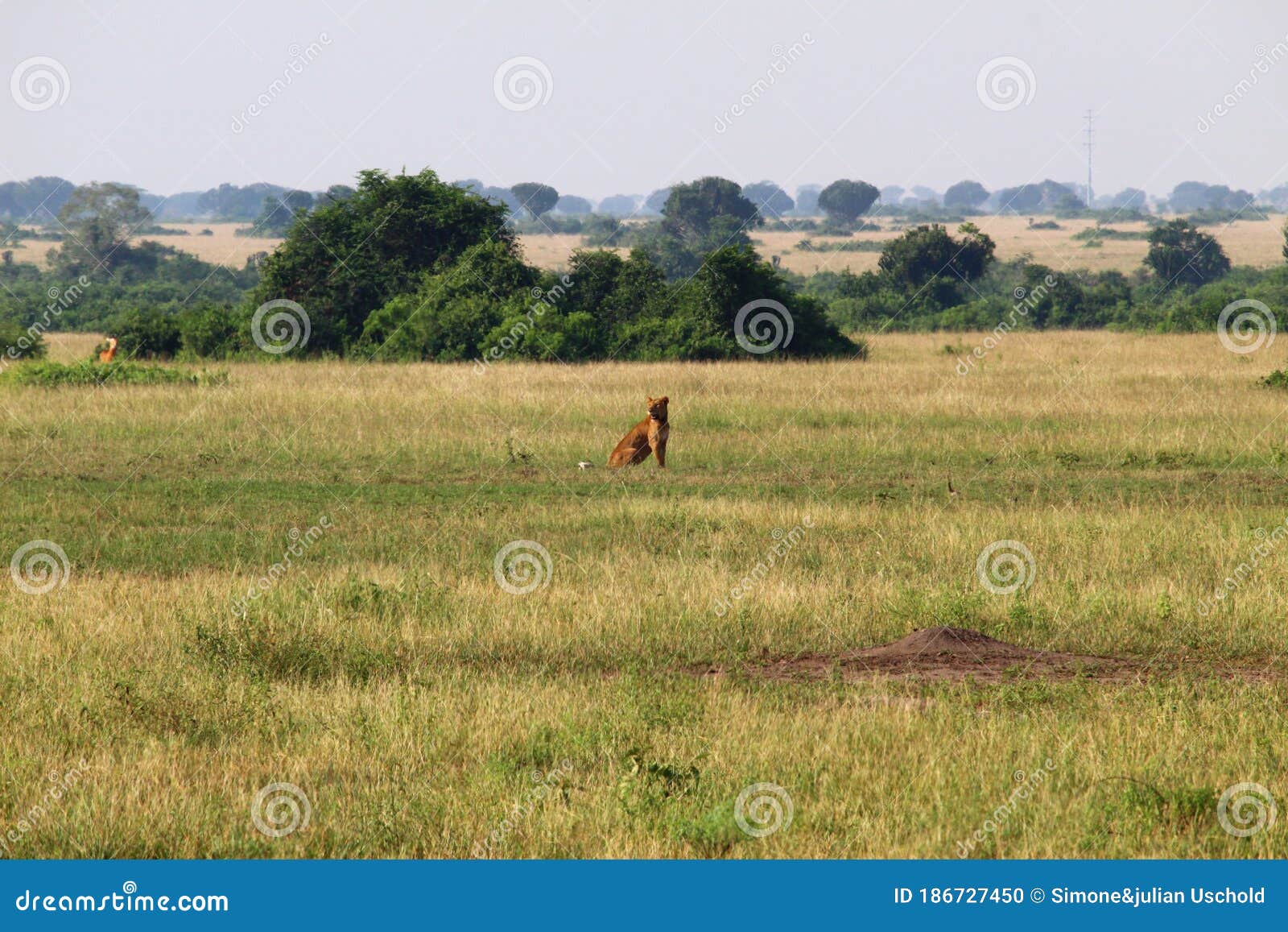 Landscape with a Lioness in the Front Stock Photo - Image of front ...