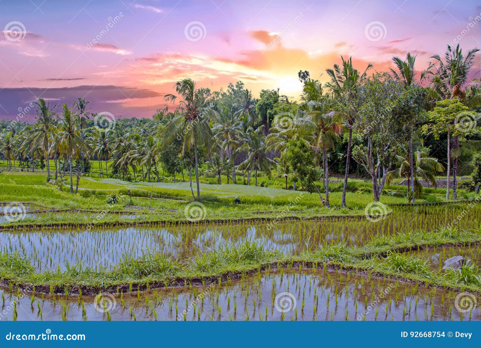 Landscape on Lombok Indonesia with Rice Fields Stock Photo - Image of ...