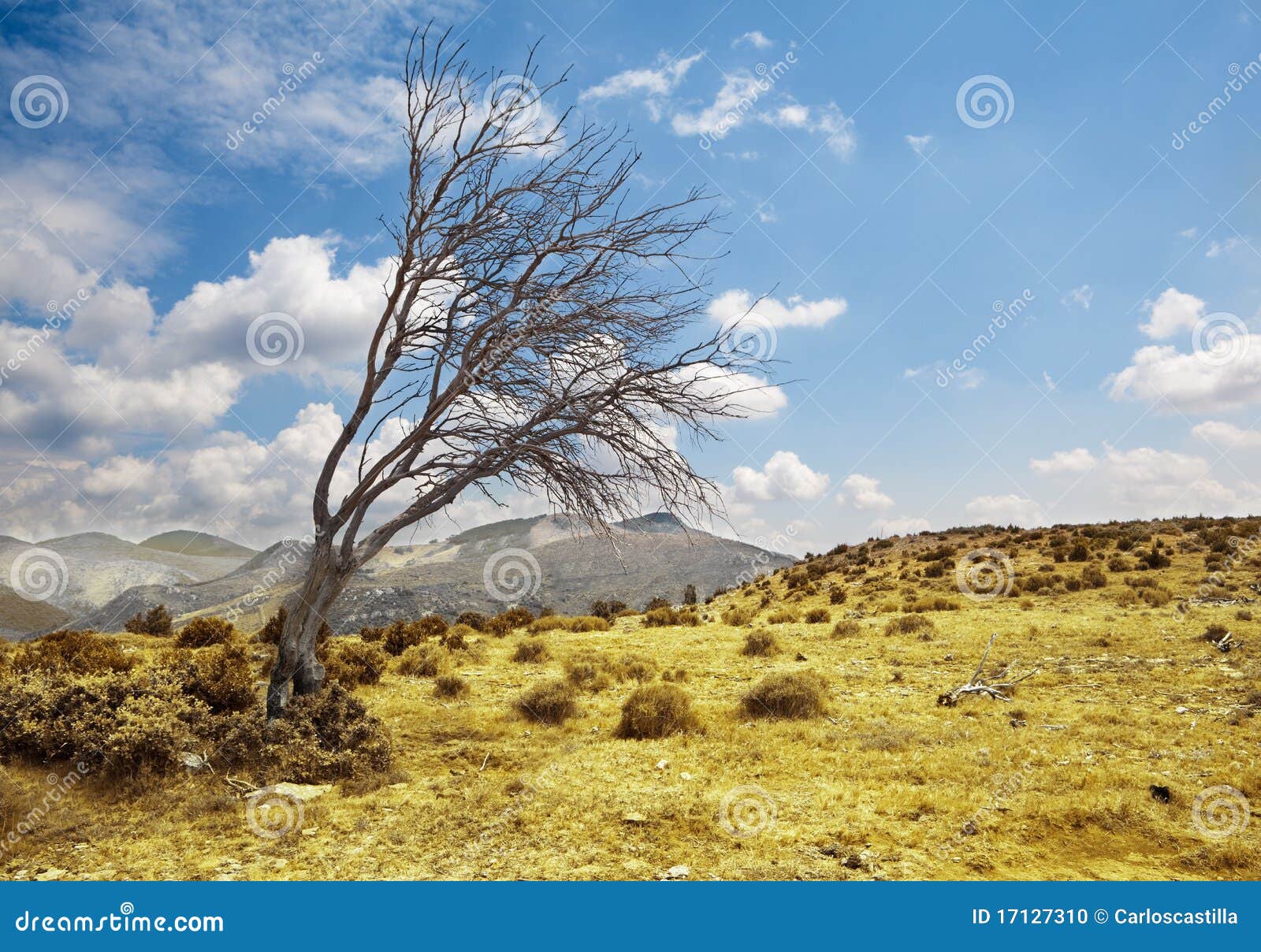 Landscape with Lonely Dry Tree Stock Photo - Image of dramatic, forest ...