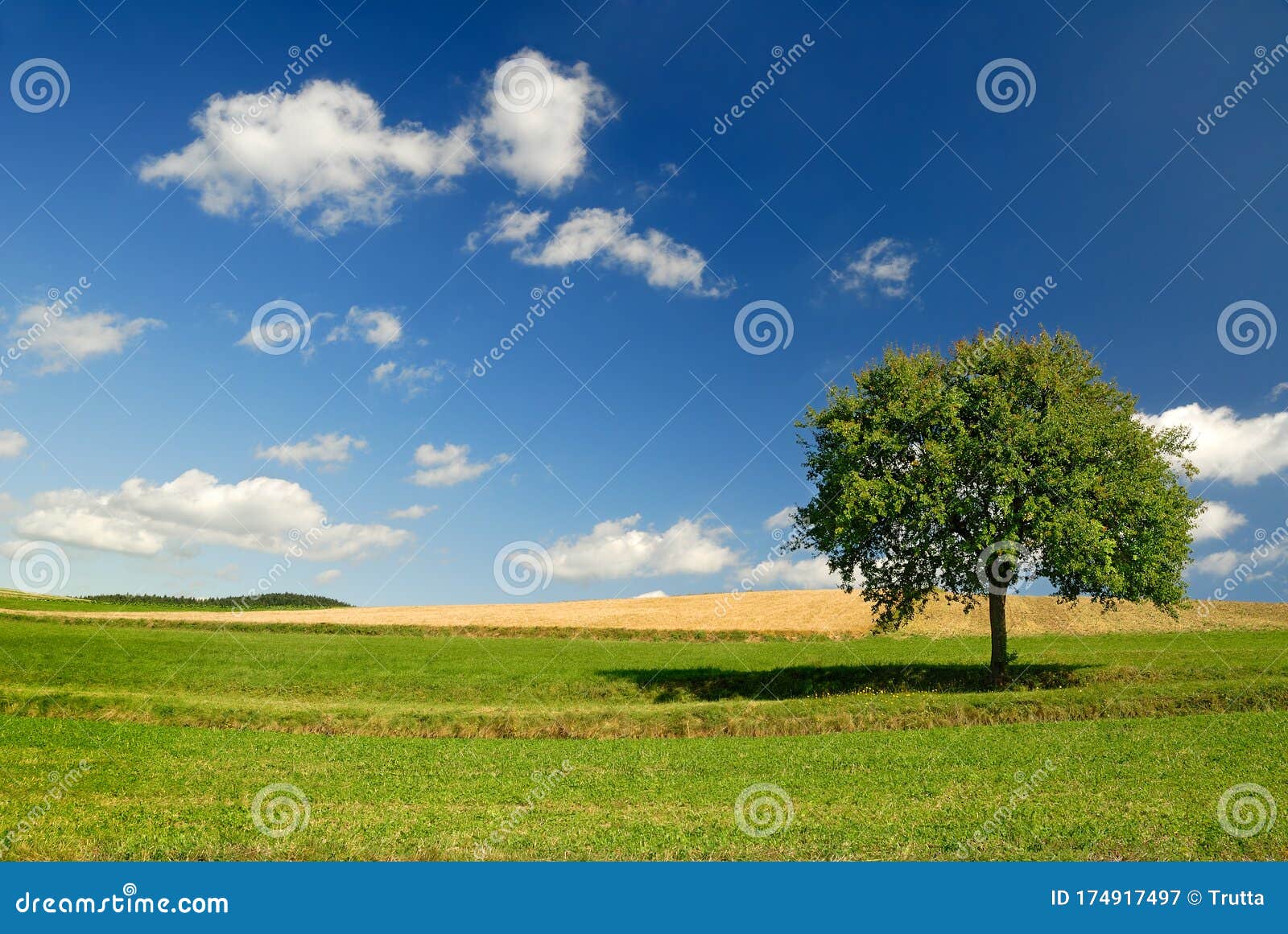 Spring View, Lonely Tree among Green Fields Stock Image - Image of ...