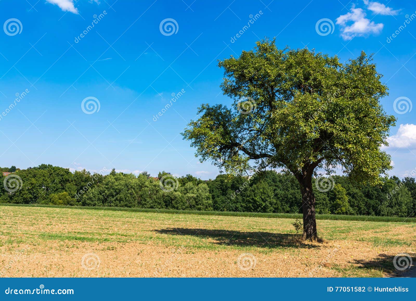 Landscape Lonely Tree Outdoors Warm Summer Hot Blue Sky Field Stock ...