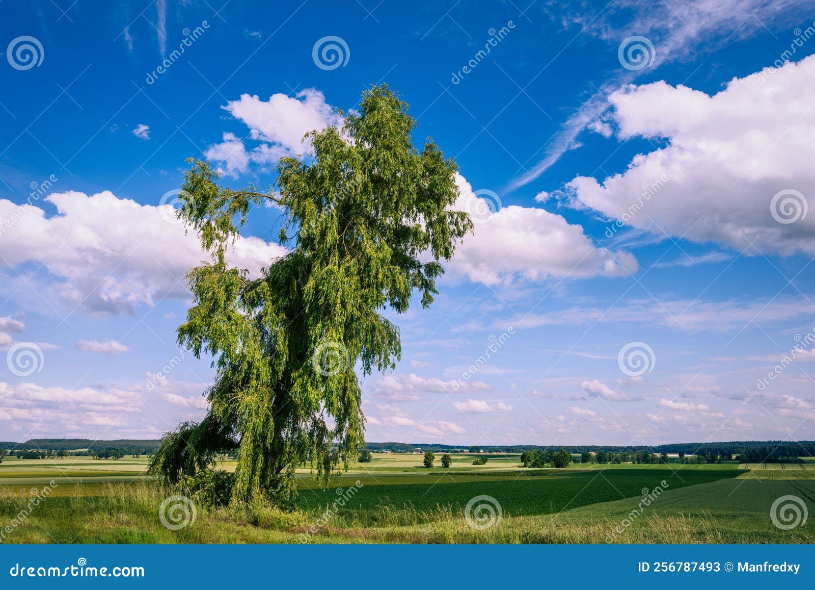 Landscape with a Lonely Tree Stock Image - Image of germany, tree ...