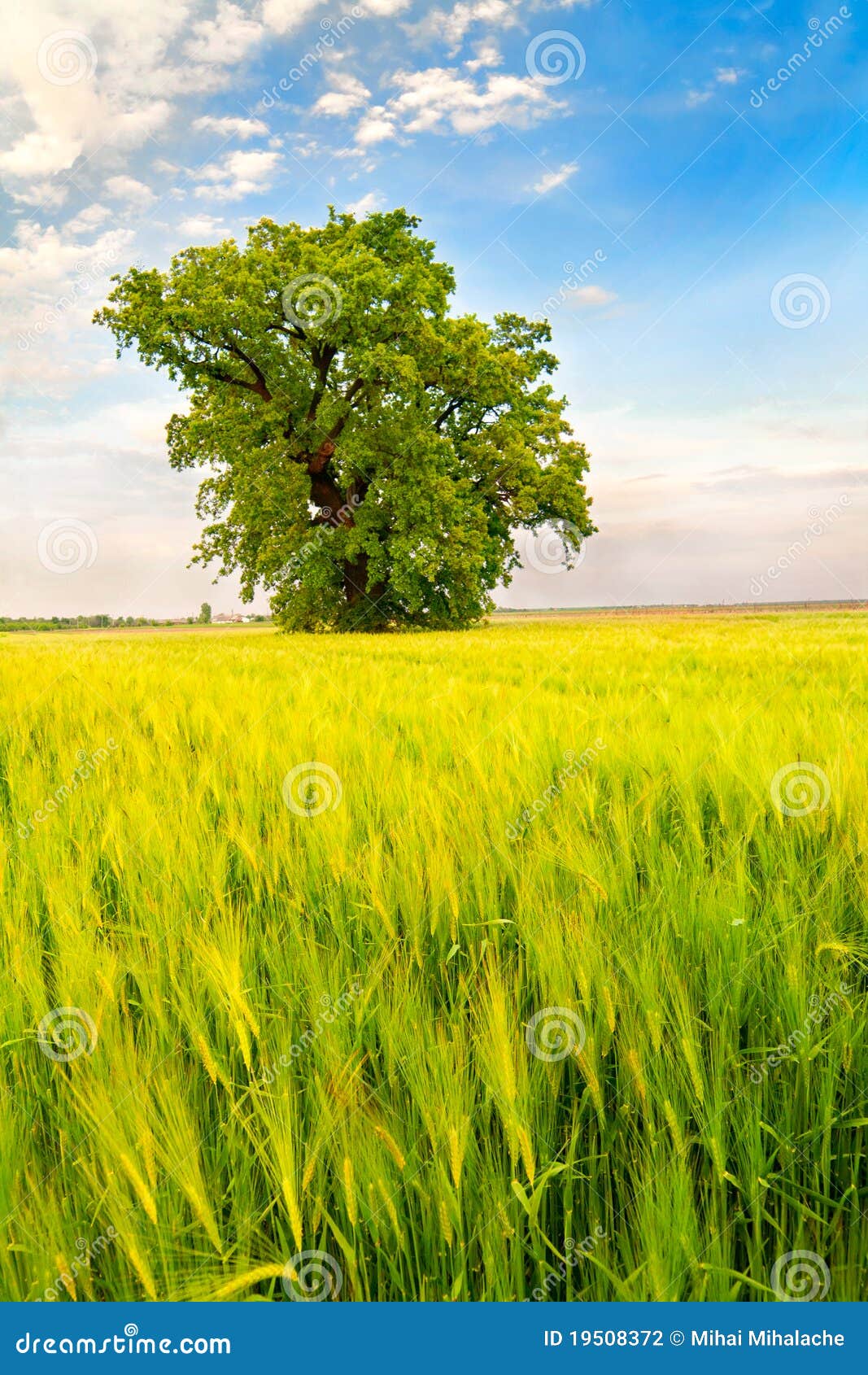 Landscape with a Lonely Tree in a Wheat Field Stock Photo - Image of ...