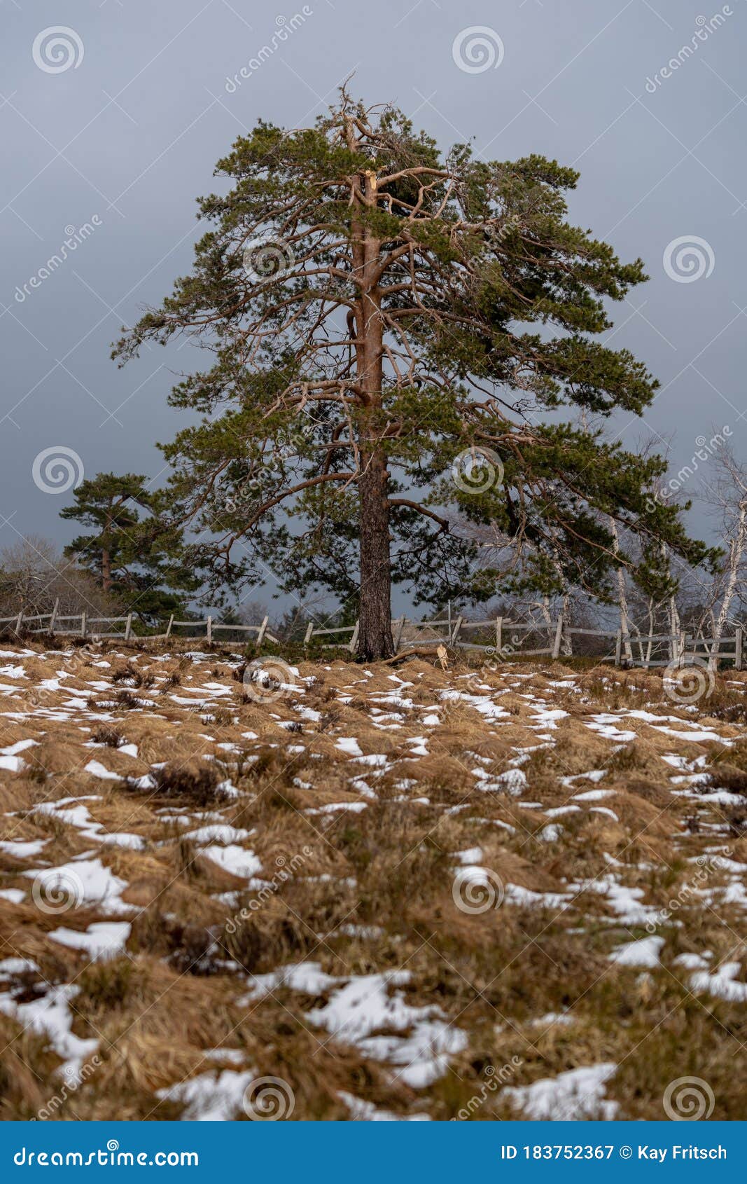 Landscape of the Lothar Path in the Black Forest Stock Image - Image of ...