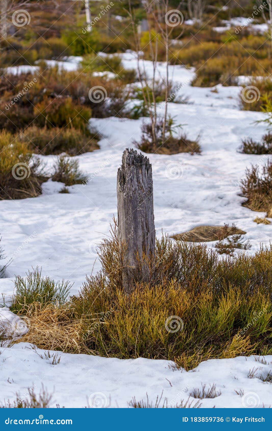 Landscape of the Lothar Path in the Black Forest Stock Photo - Image of ...