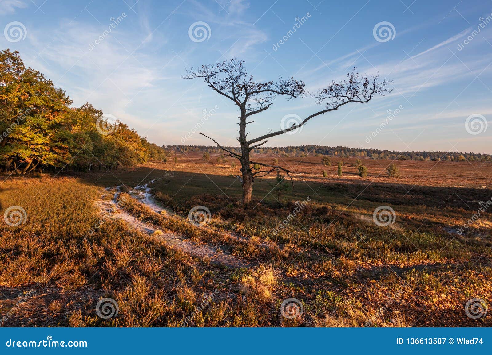 Landscape of Lueneburg Heath in Sunlight, Germany Stock Image - Image ...