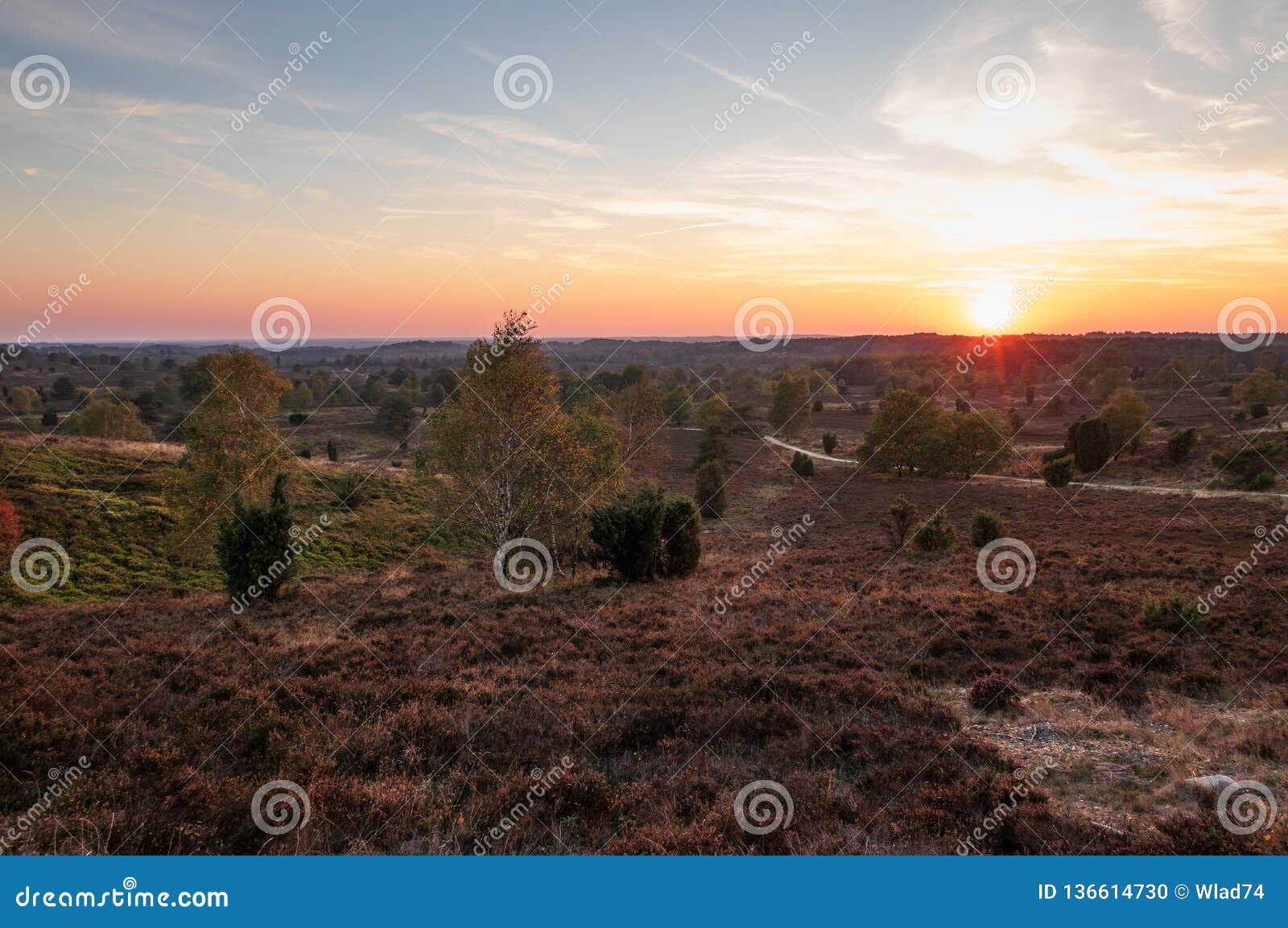 Landscape of Lueneburg Heath in Sunlight, Germany Stock Photo - Image ...