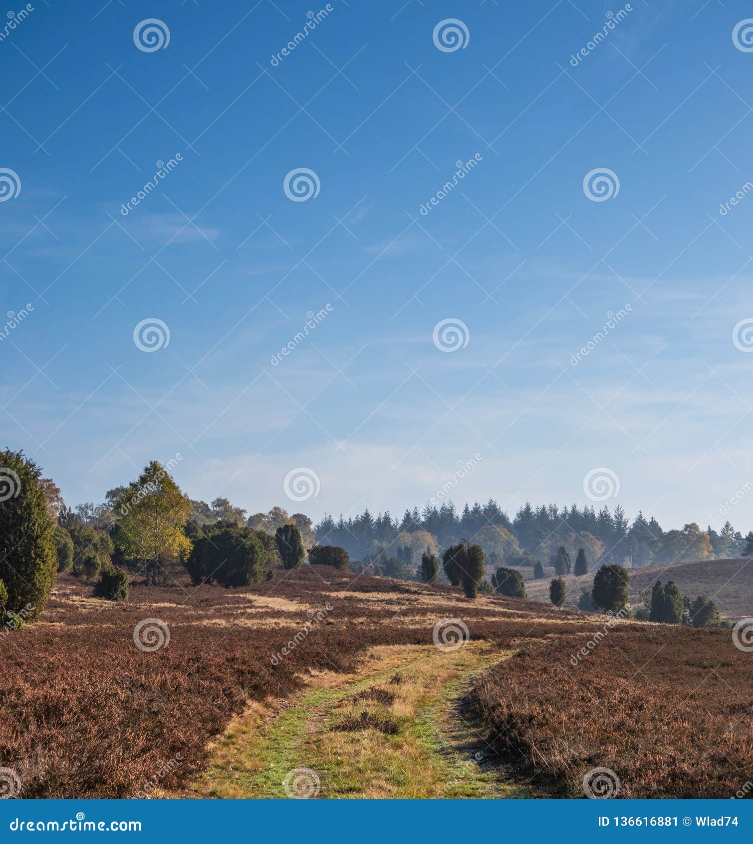 Landscape of Lueneburg Heath in Sunlight, Germany Stock Image - Image ...