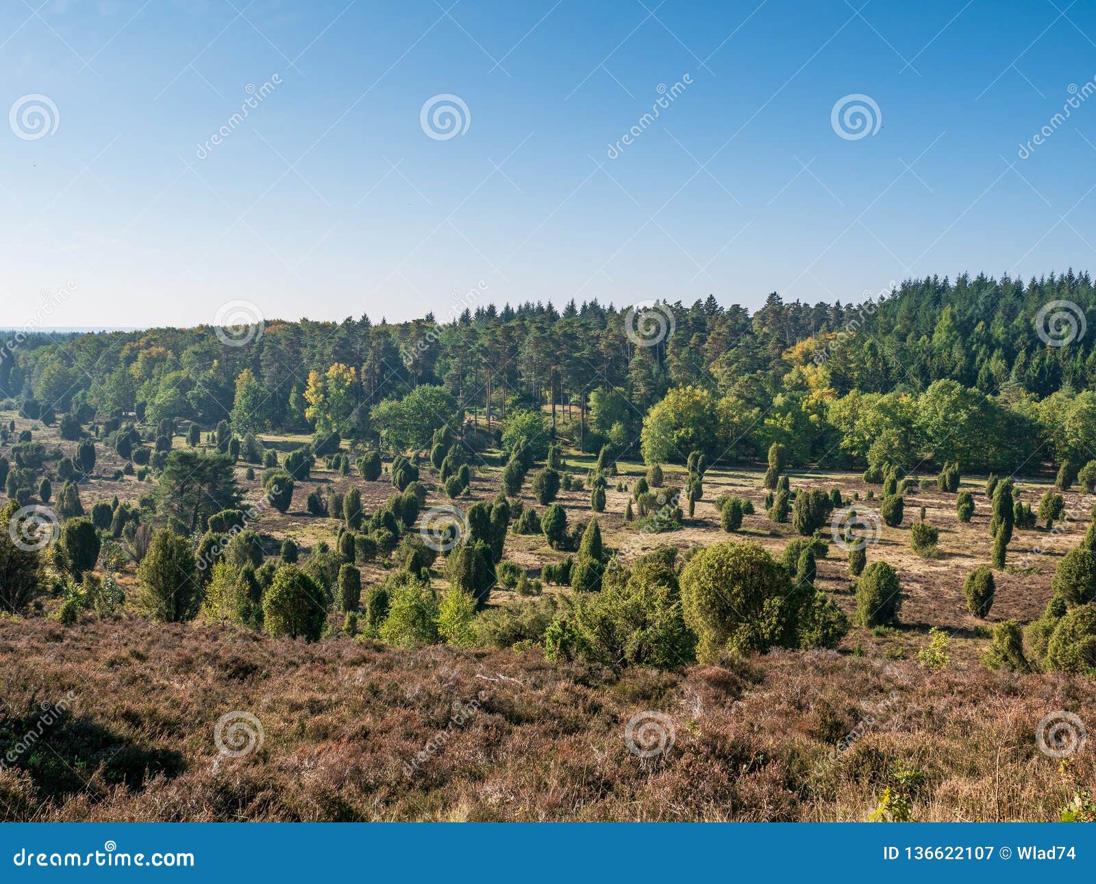 Landscape of Lueneburg Heath in Sunlight, Germany Stock Image - Image ...