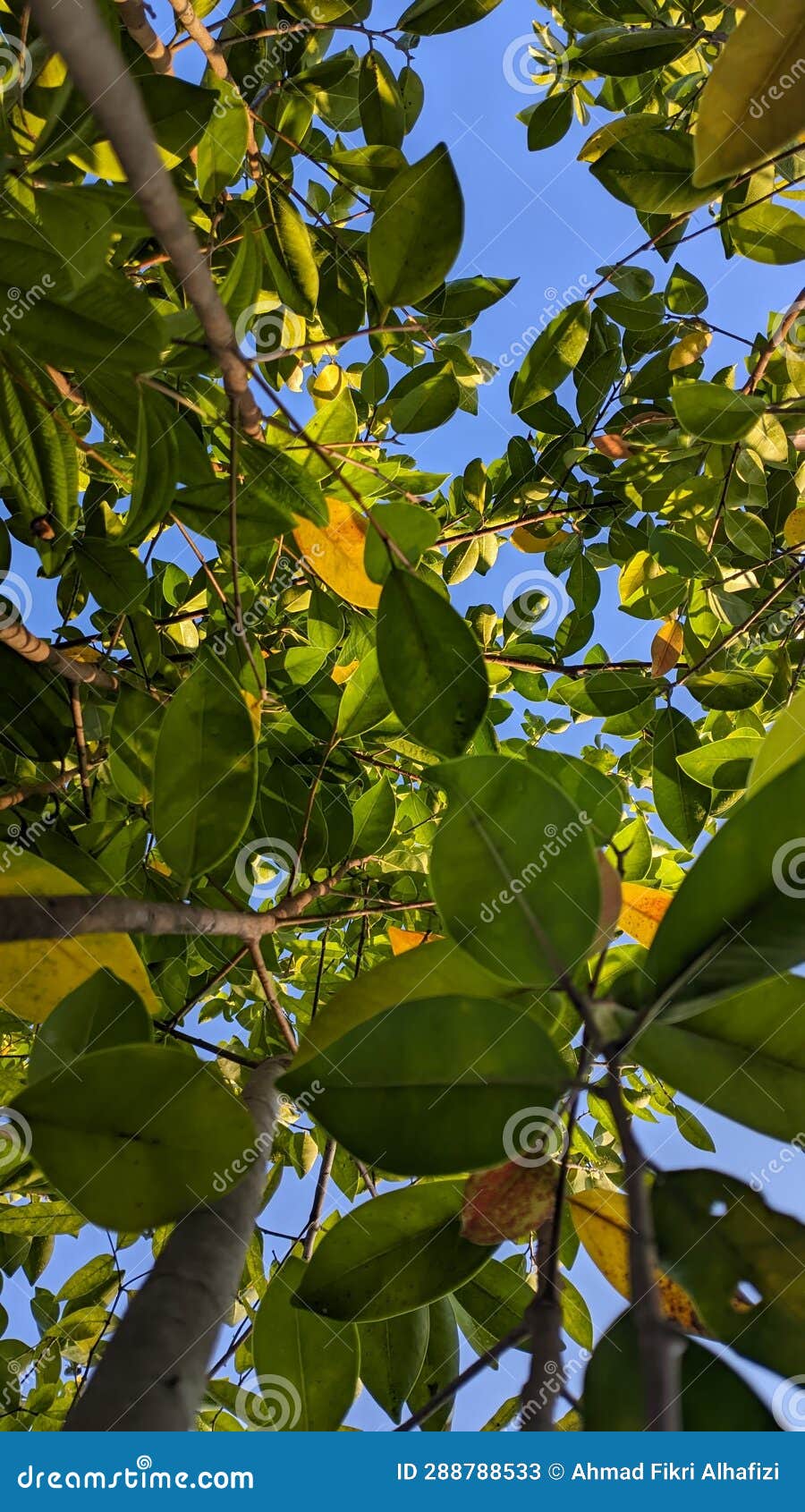 Landscape of Lush Bonsai Tree Leaves Stock Image - Image of shrub, tree ...