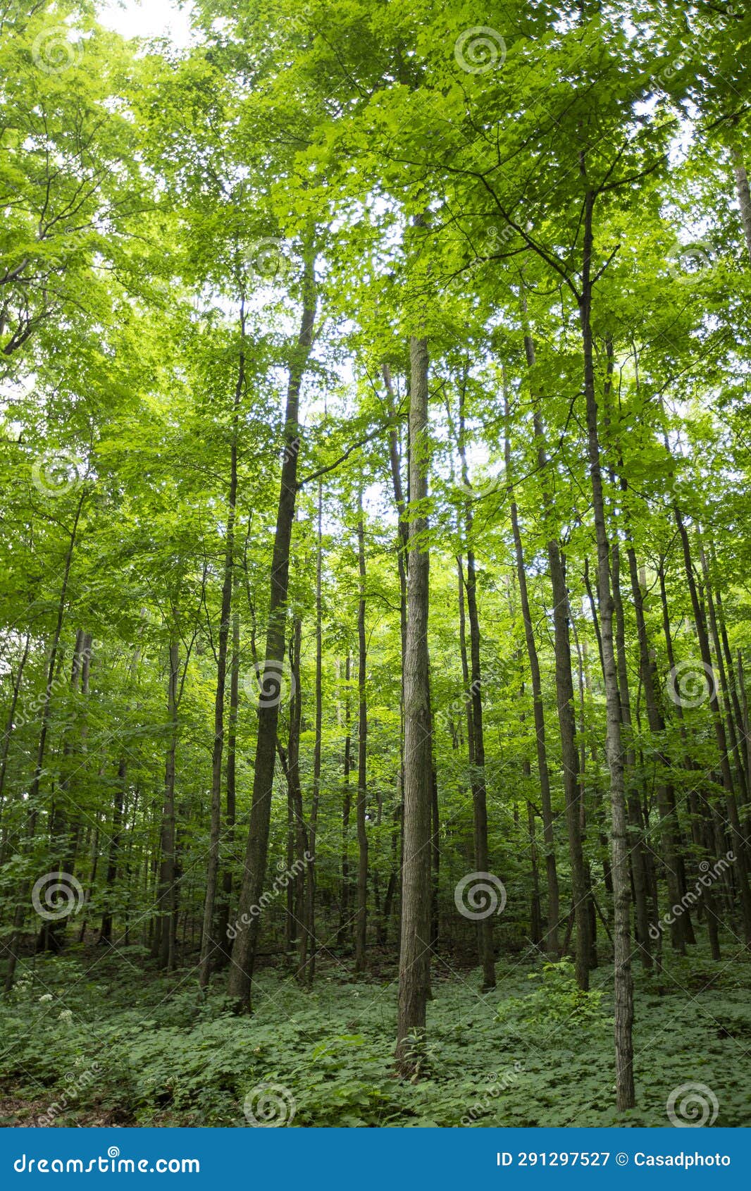 Landscape of Lush Green Forest with Sugar Maple Trees in Summer. Quebec ...