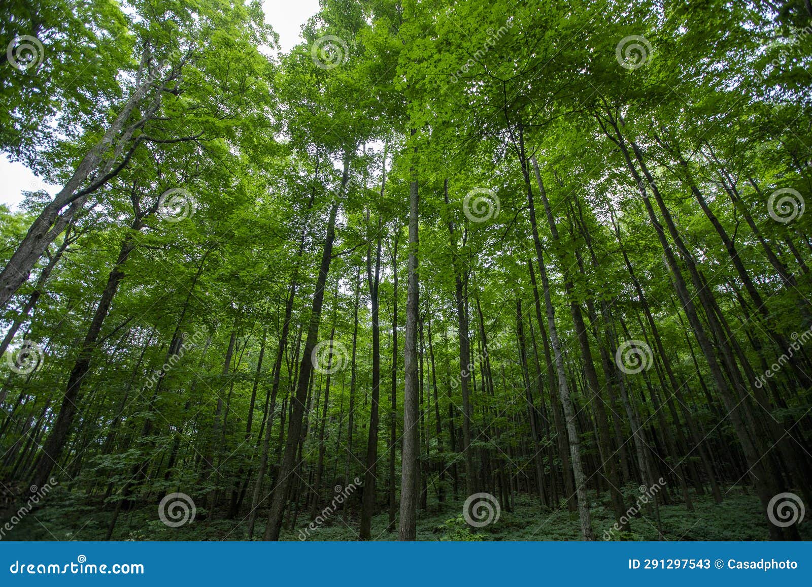 Landscape of Lush Green Forest with Sugar Maple Trees in Summer. Quebec ...