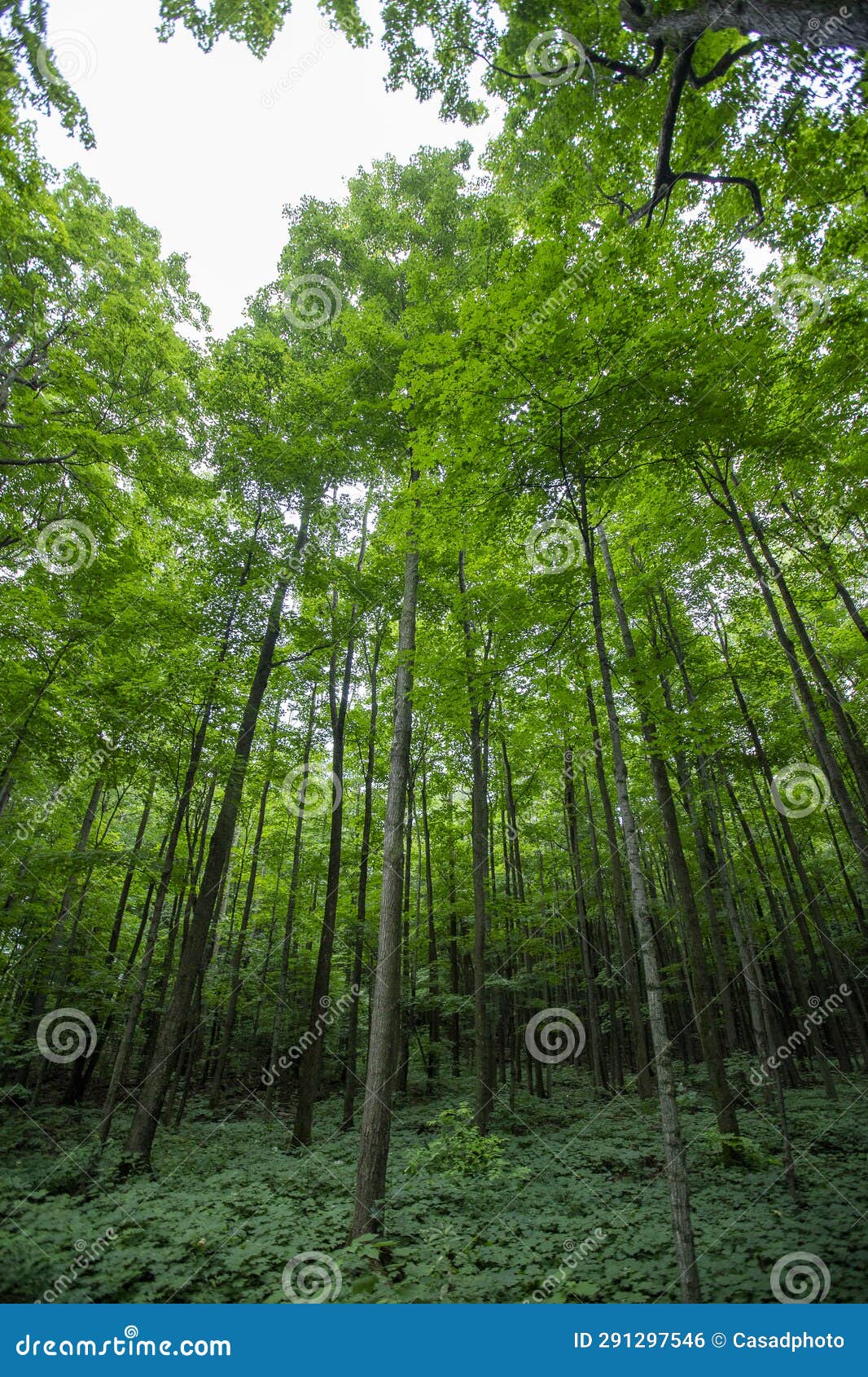 Landscape of Lush Green Forest with Sugar Maple Trees in Summer. Quebec ...