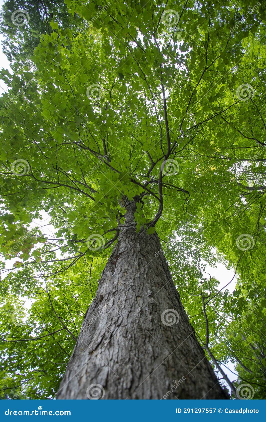 Landscape of Lush Green Forest with Sugar Maple Trees in Summer. Quebec ...