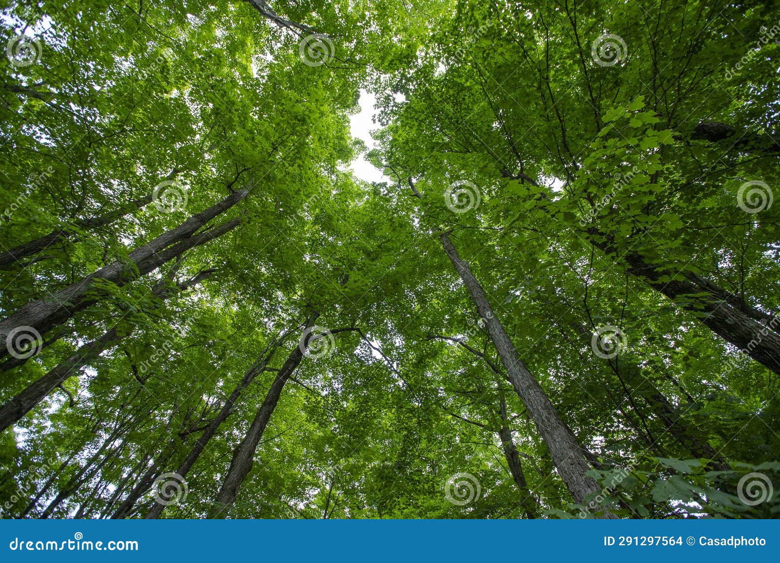 Landscape of Lush Green Forest with Sugar Maple Trees in Summer. Quebec ...