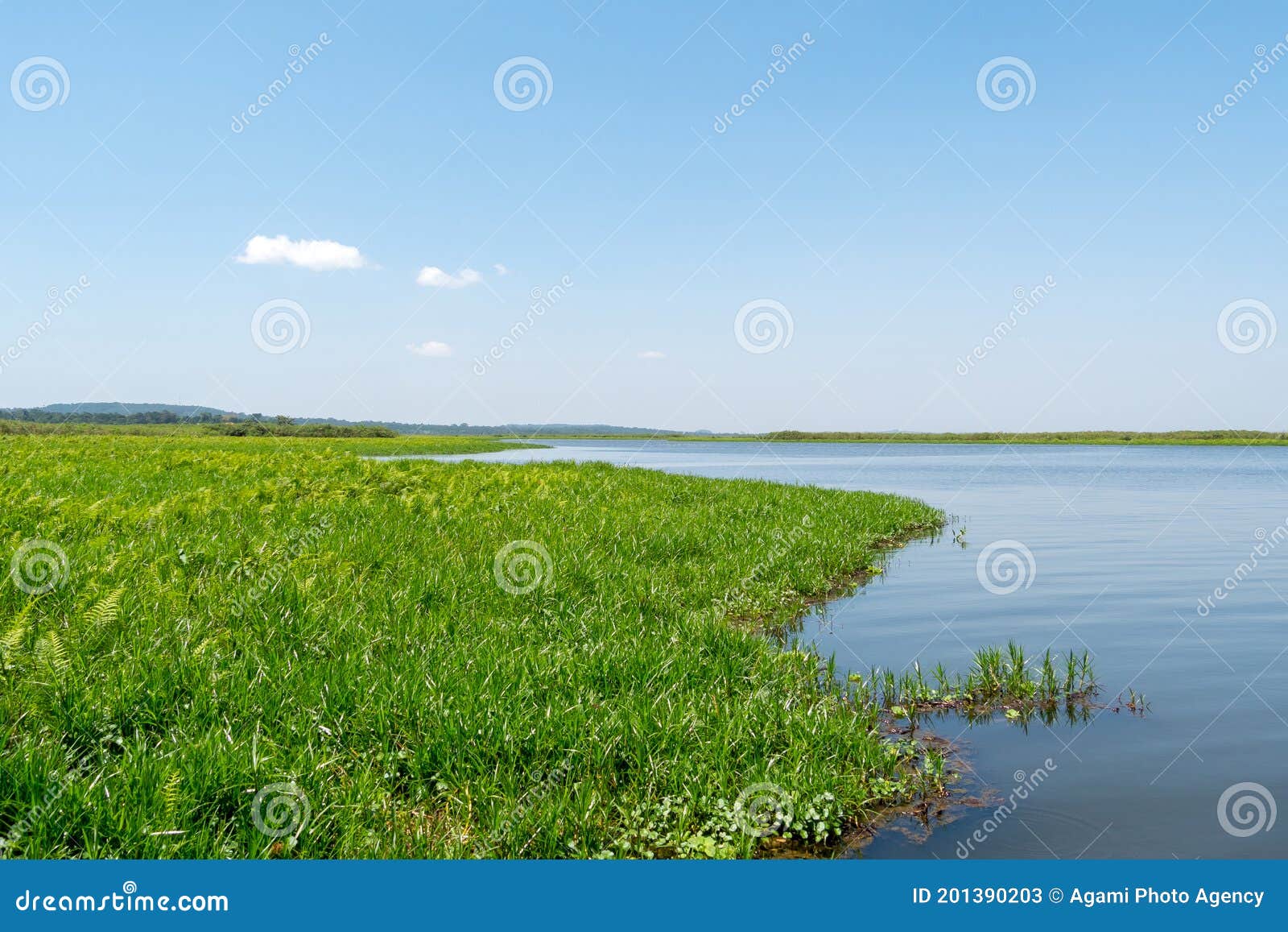 Landscape Mabamba Swamp in Uganda Stock Image - Image of outdoors ...