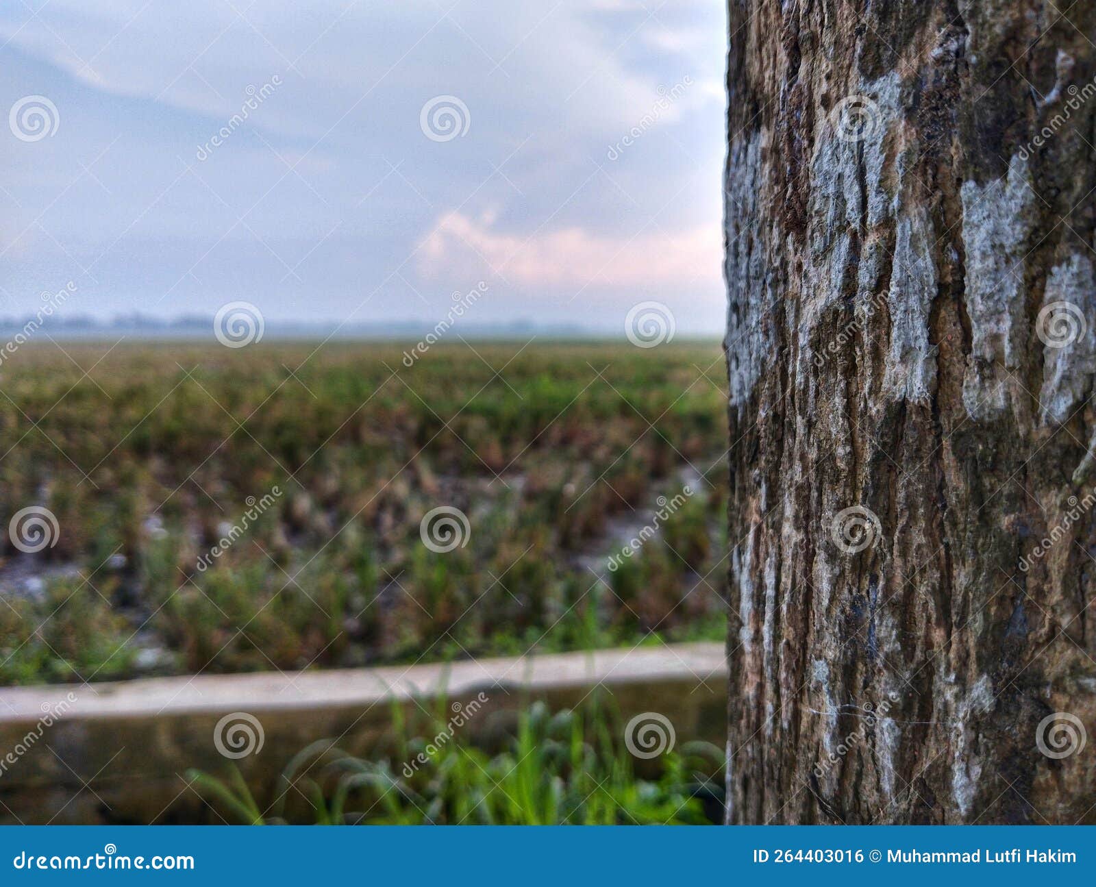 Landscape Made of Beautiful View on the Edge of the Rice Fields Stock ...