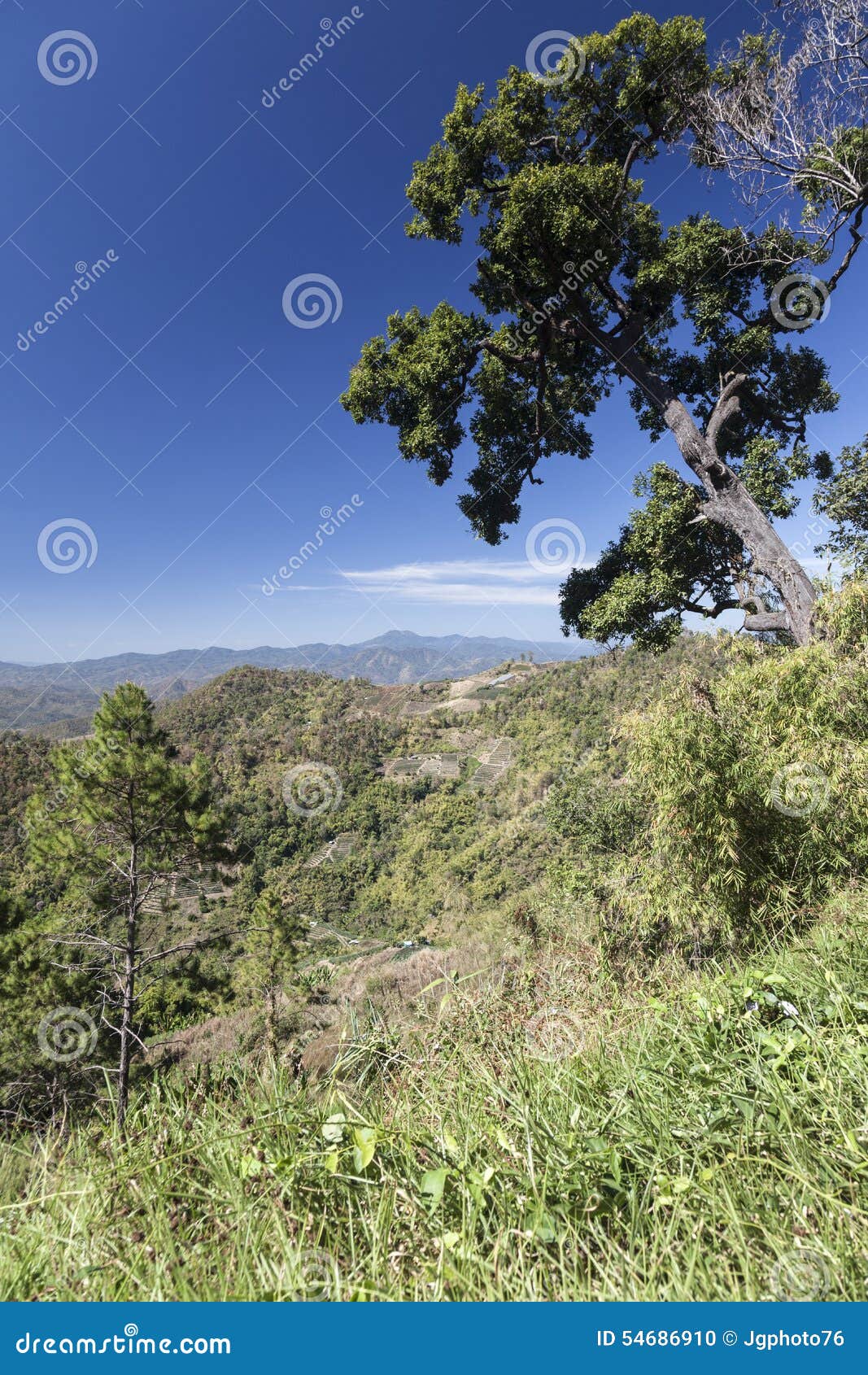 Landscape of the Mae Sa Valley Stock Photo - Image of vertical, sunny ...