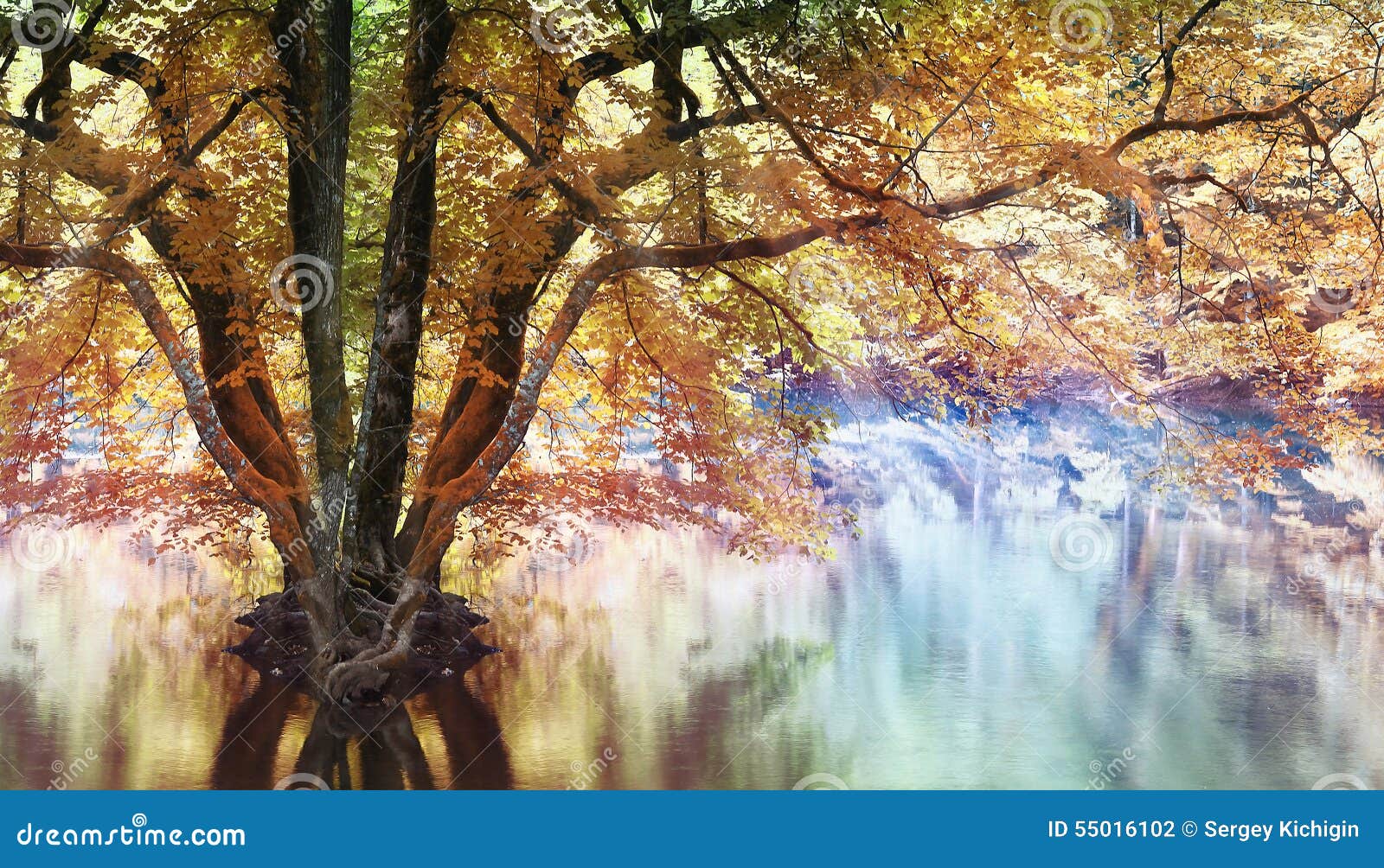 Landscape magical forest stock photo. Image of natural - 55016102