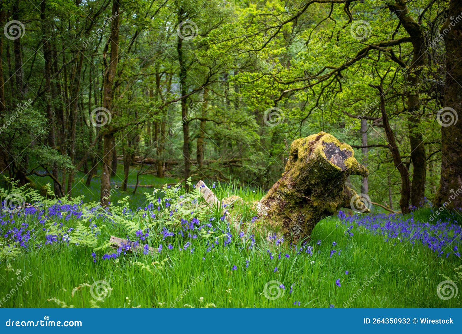 Landscape of a Magical Green Forest Stock Photo - Image of nature ...