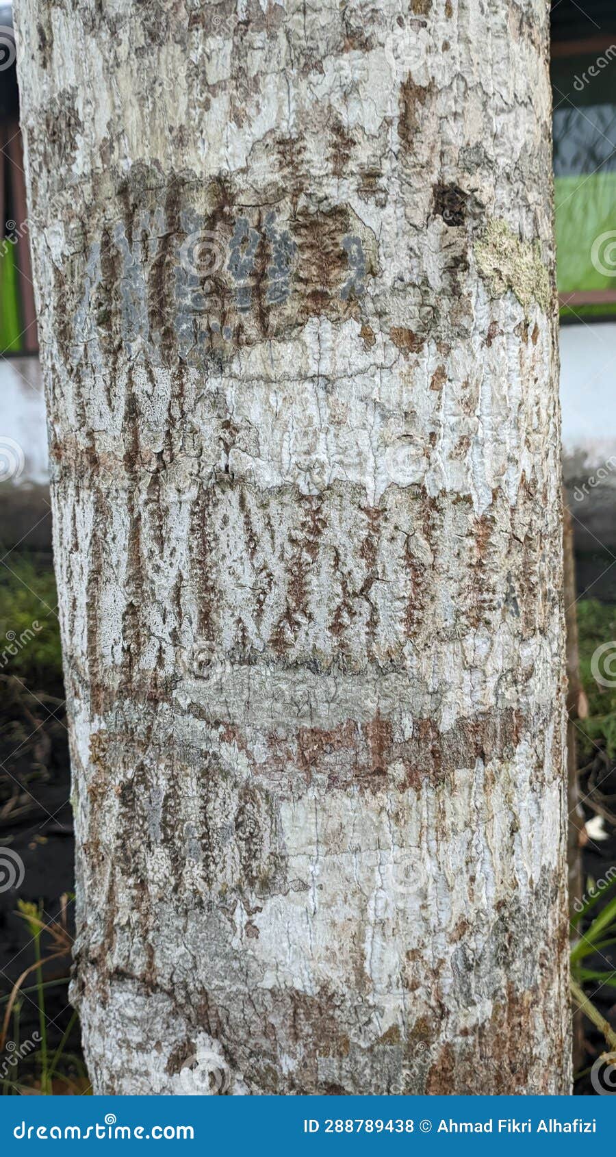 Landscape of Mango Tree Trunk Stock Photo - Image of branch, trunk ...
