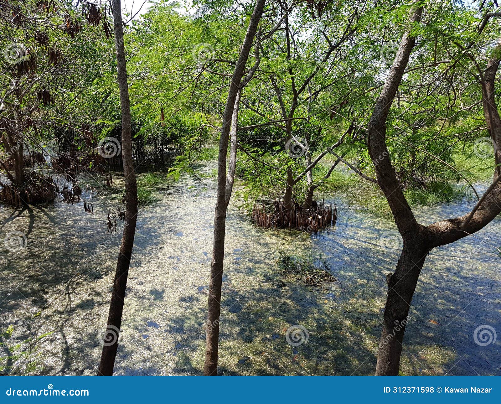 Landscape: Mangrove Forest Surabaya East Java Indonesia Stock Photo ...