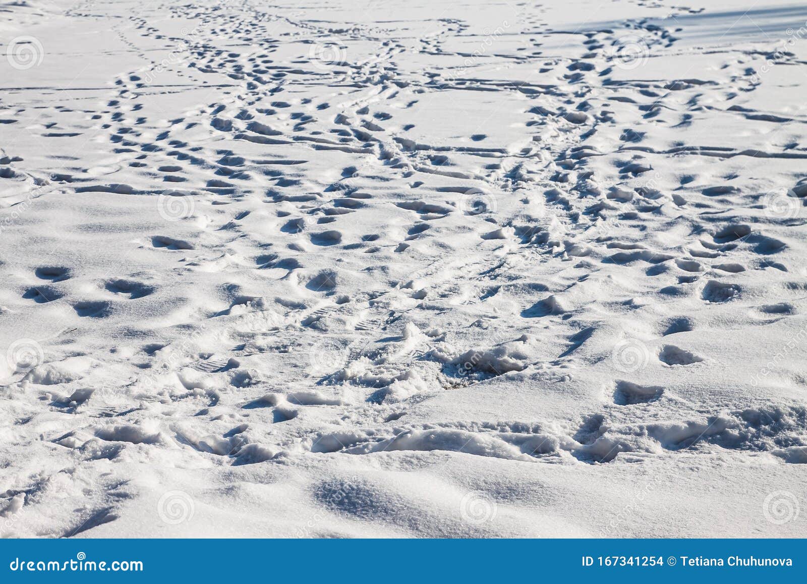 Landscape with Many Footprints in the Snow, Close-up, Bottom View Stock ...