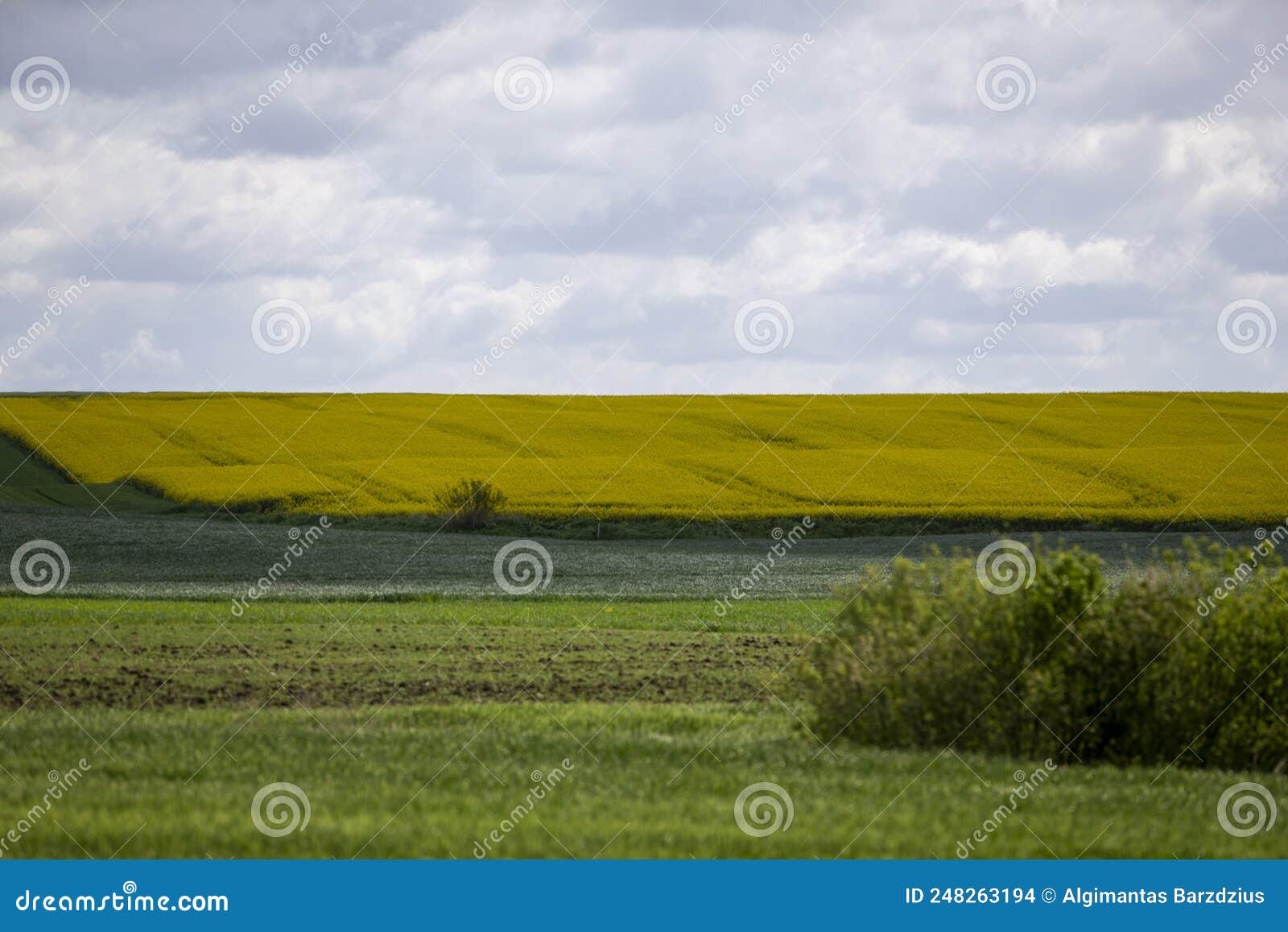 Landscape with Many Trees and Fields of with Blue Sky in Spring Stock ...